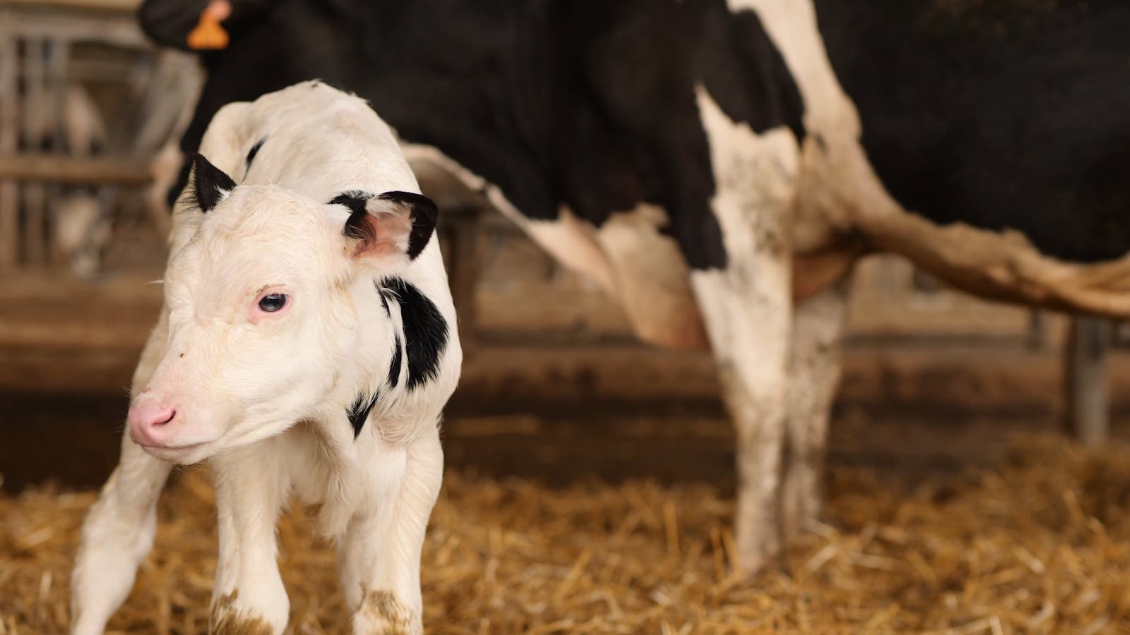 Calf Raises Videos, Download The BEST Free 4k Stock Video Footage ...