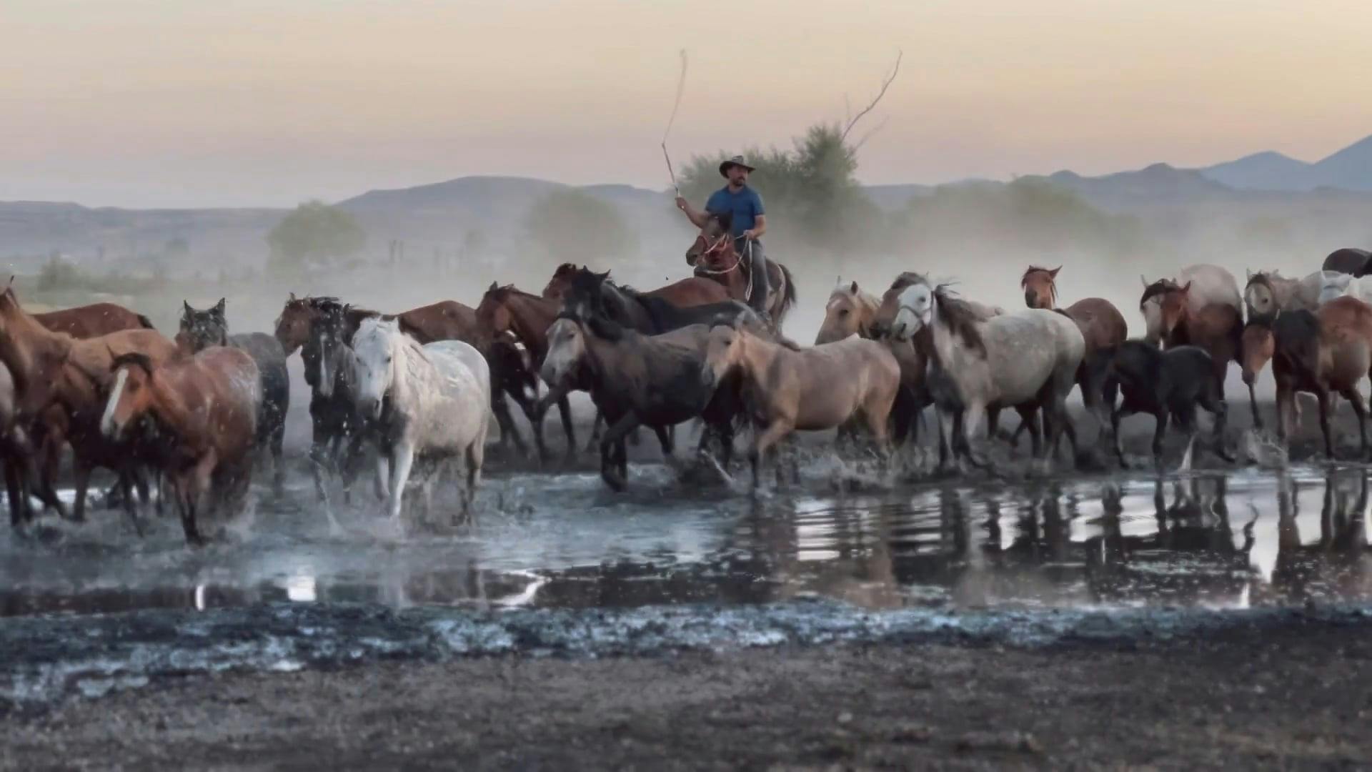 Dancing Horses Videos, Download The BEST Free 4k Stock Video Footage ...