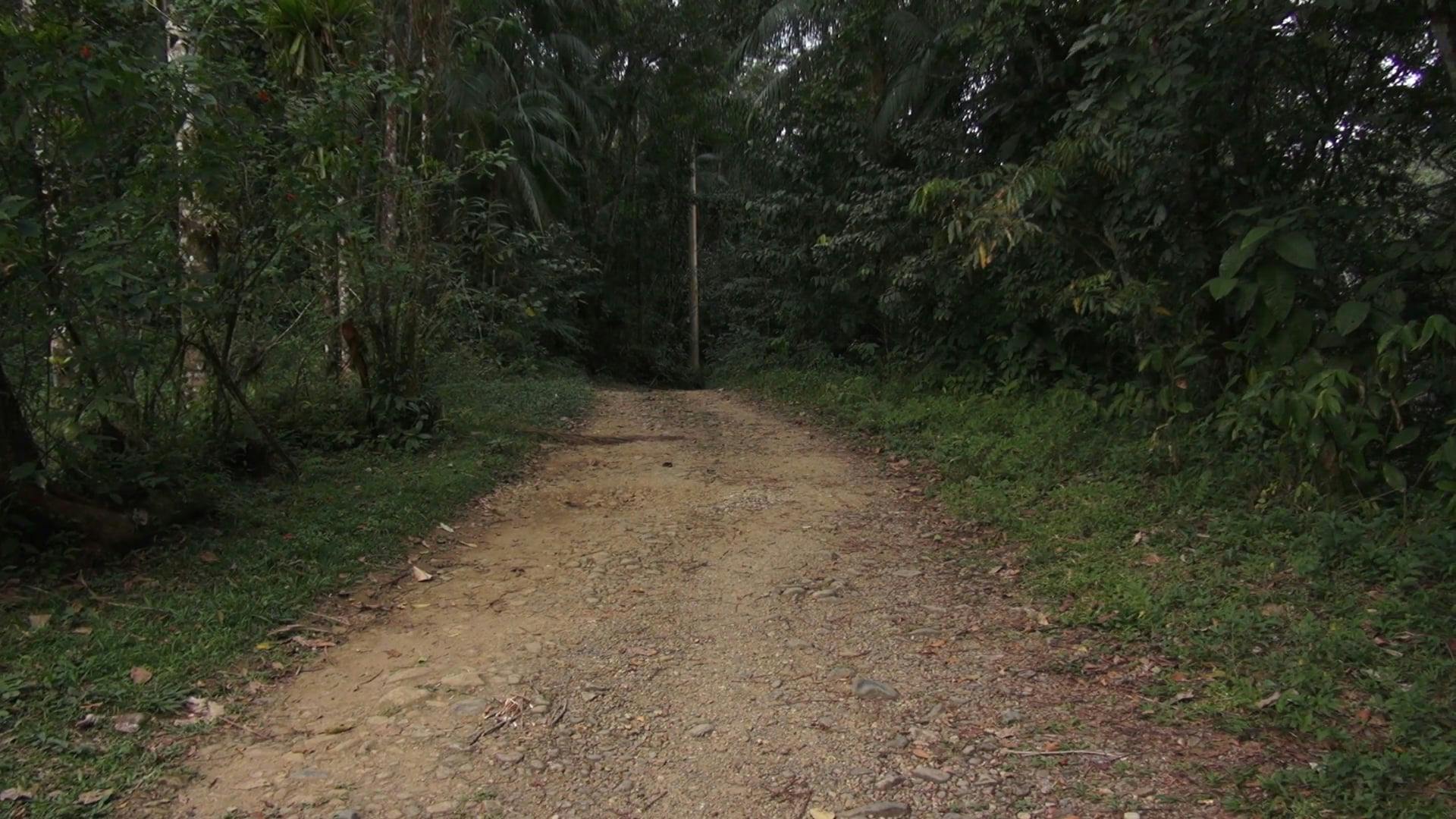 Estrada de terra - Cachoeira do Perequê Free Stock Video Footage ...