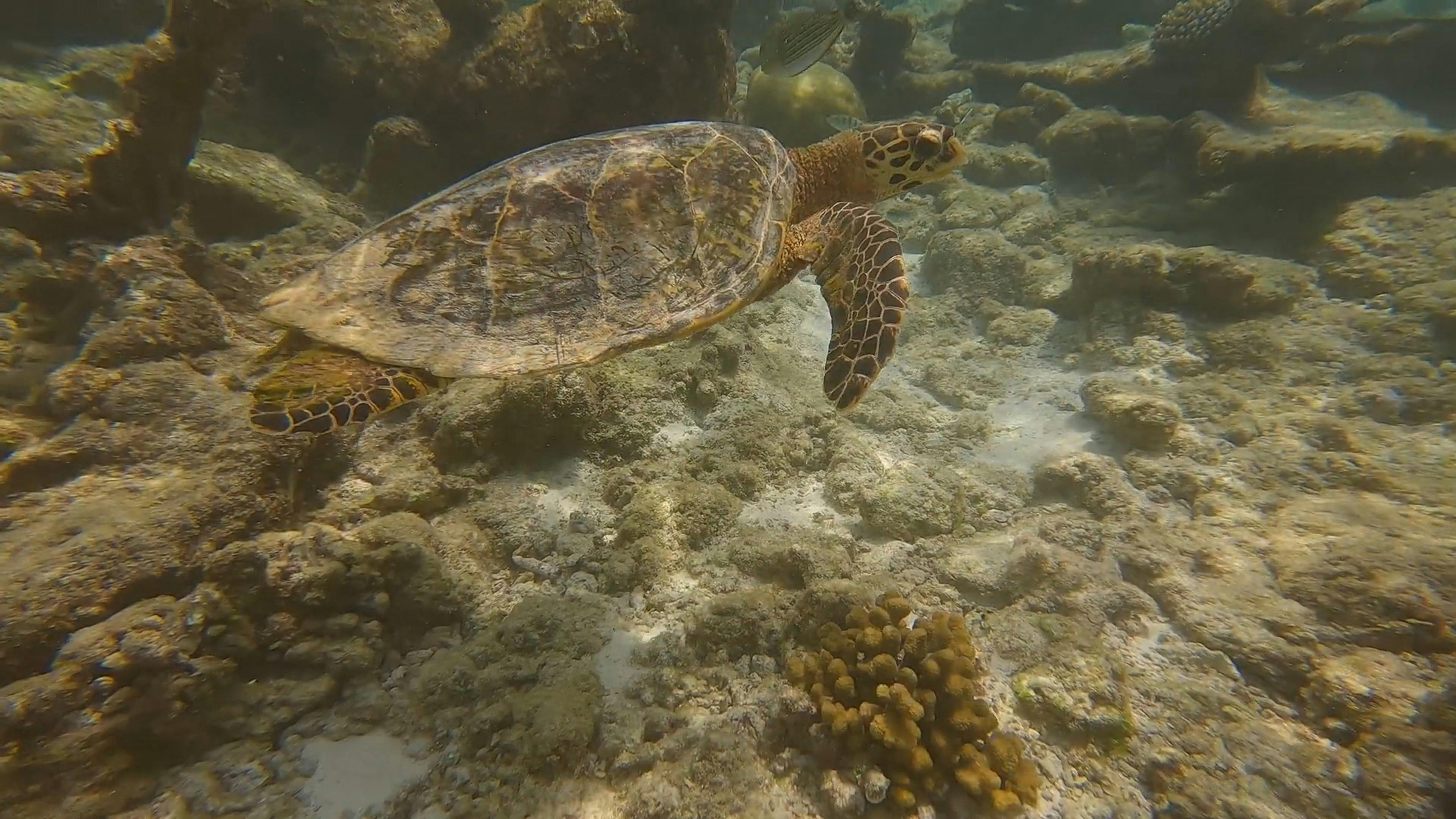 有关chelonia mydas, 人, 人际交往, 休閒, 假期, 充滿活力, 冒險, 勘探, 土耳其藍, 太平洋, 太陽, 娛樂, 小乌龟 ...