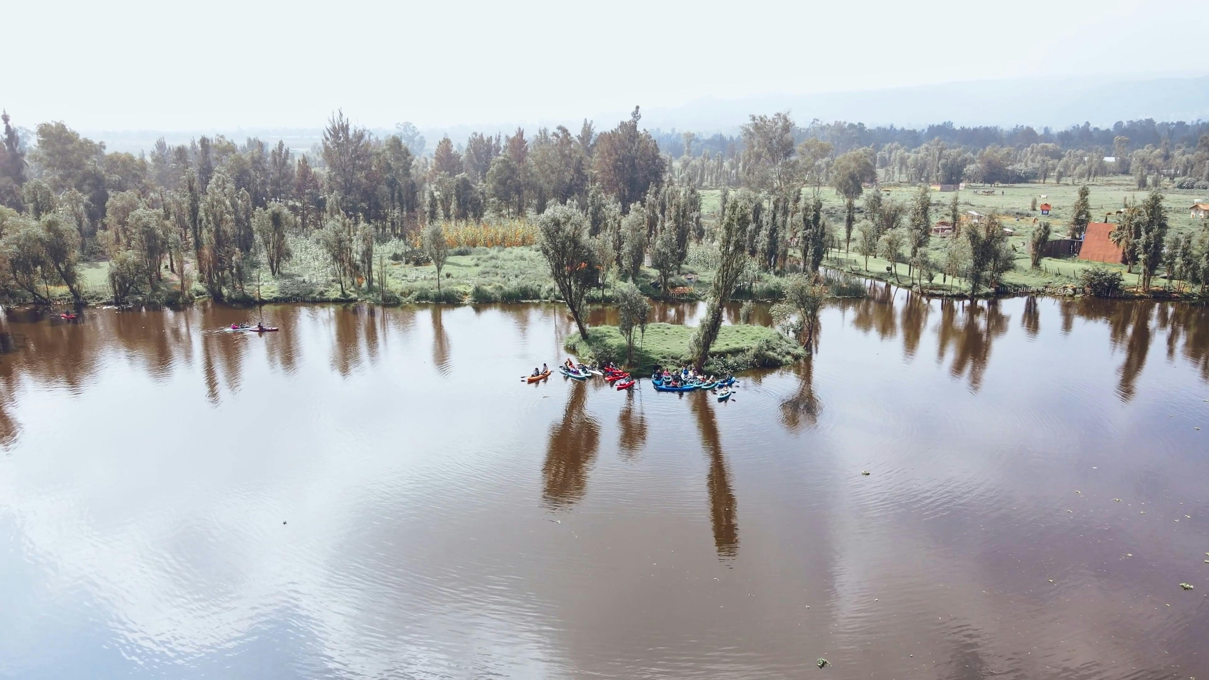 Mexico Local Flora Videos, Download The BEST Free 4k Stock Video ...