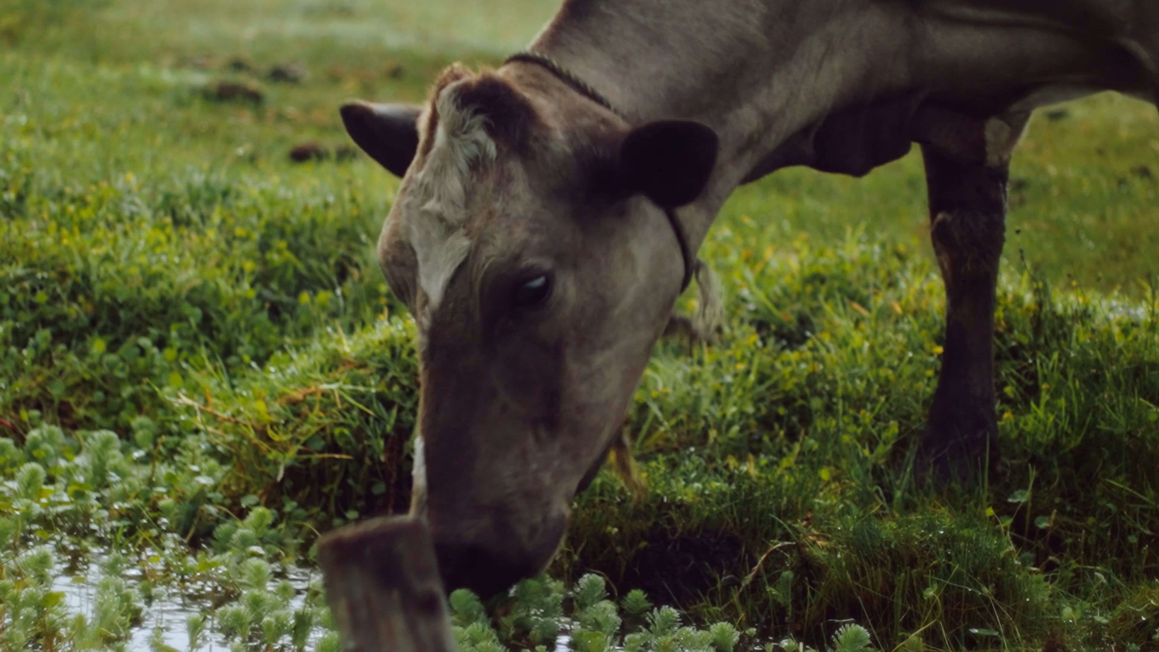 Vacas Peludas Videos, Download The BEST Free 4k Stock Video Footage ...