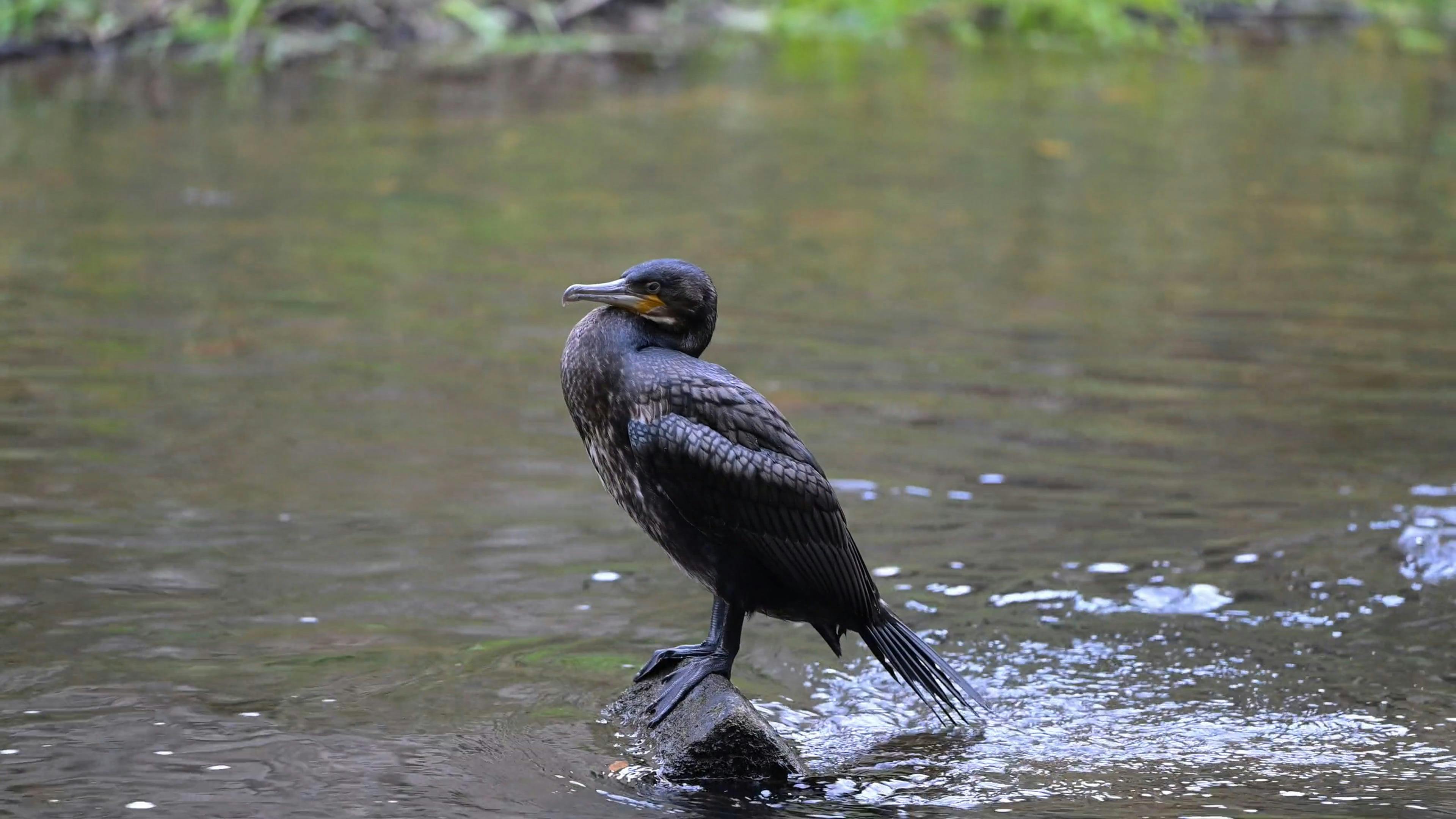 Grand cormoran Free Stock Video Footage, Royalty-Free 4K & HD Video Clip