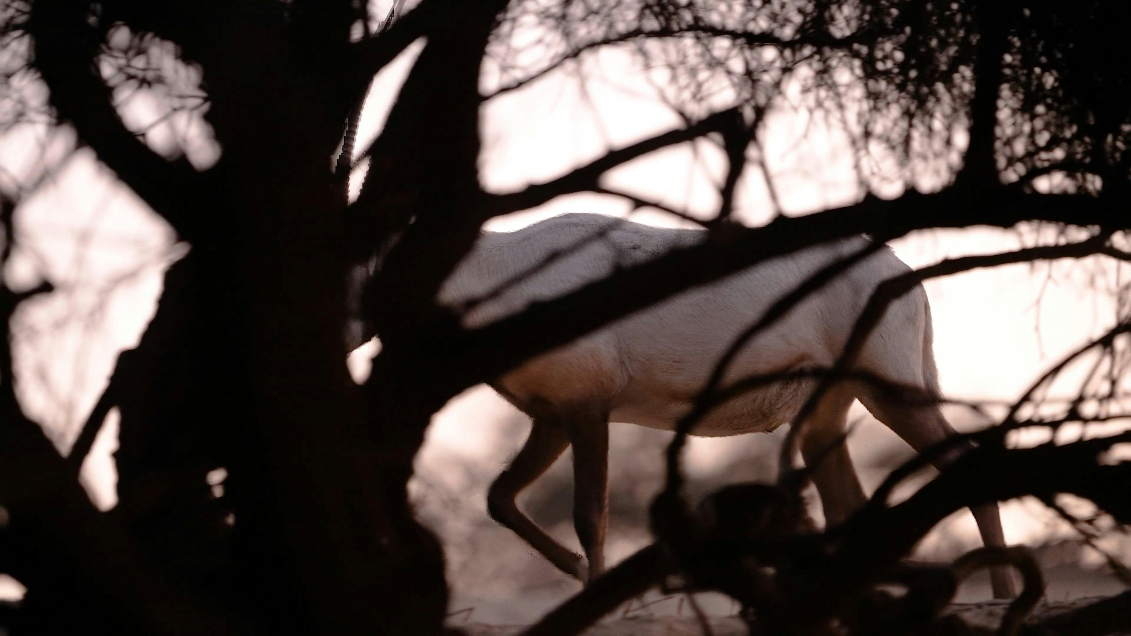 Arabic Deer Free Stock Video Footage, Royalty-Free 4K & HD Video Clip