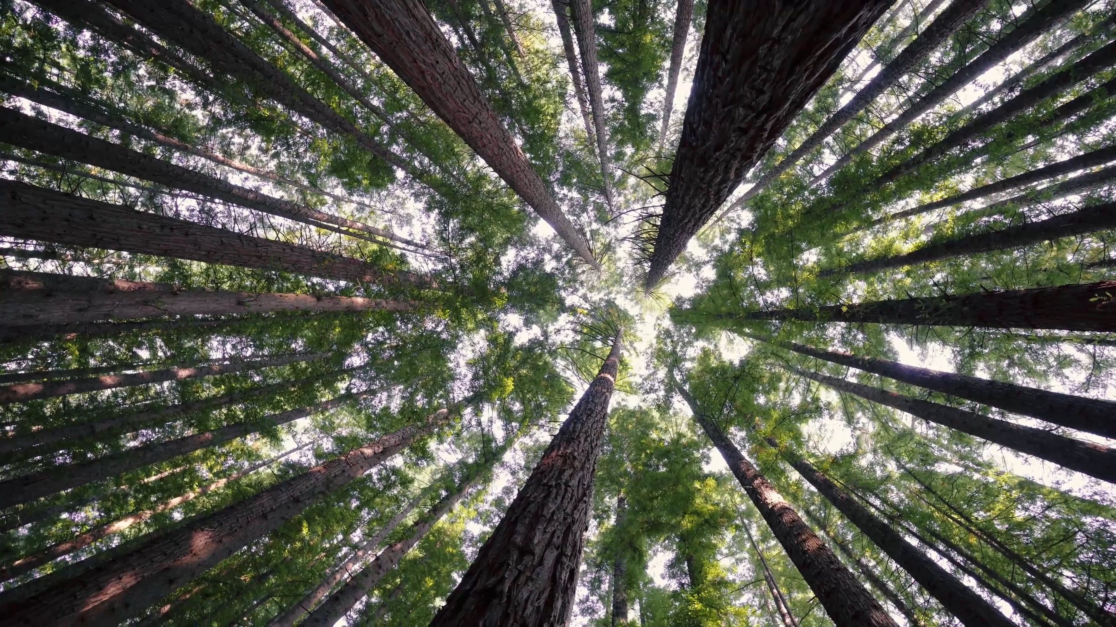 Spinning redwoods Free Stock Video Footage, Royalty-Free 4K & HD Video Clip