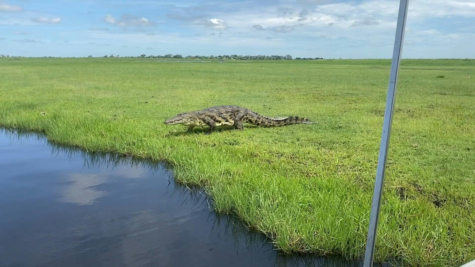 River Safari Free Stock Video Footage, Royalty-Free 4K & HD Video Clip