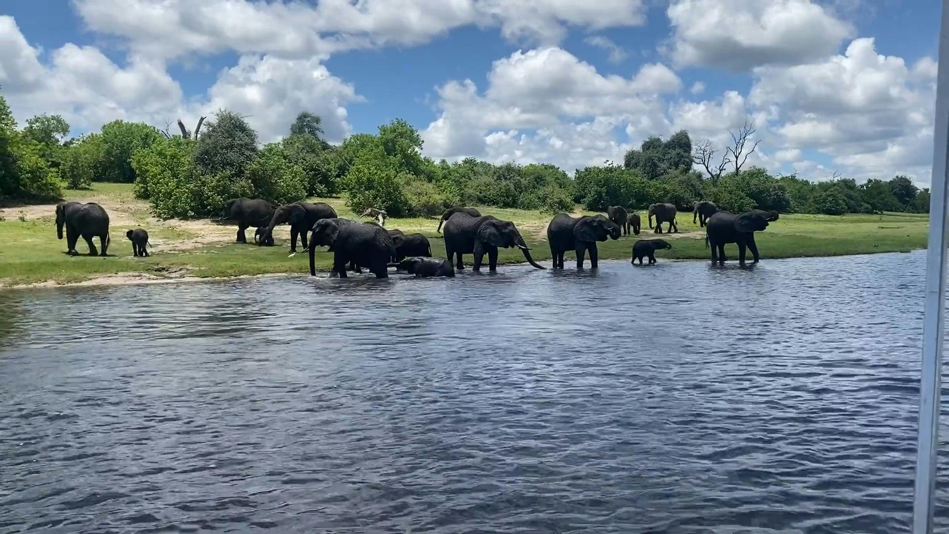 Elephants walking across the water in front of a boat Free Stock Video ...