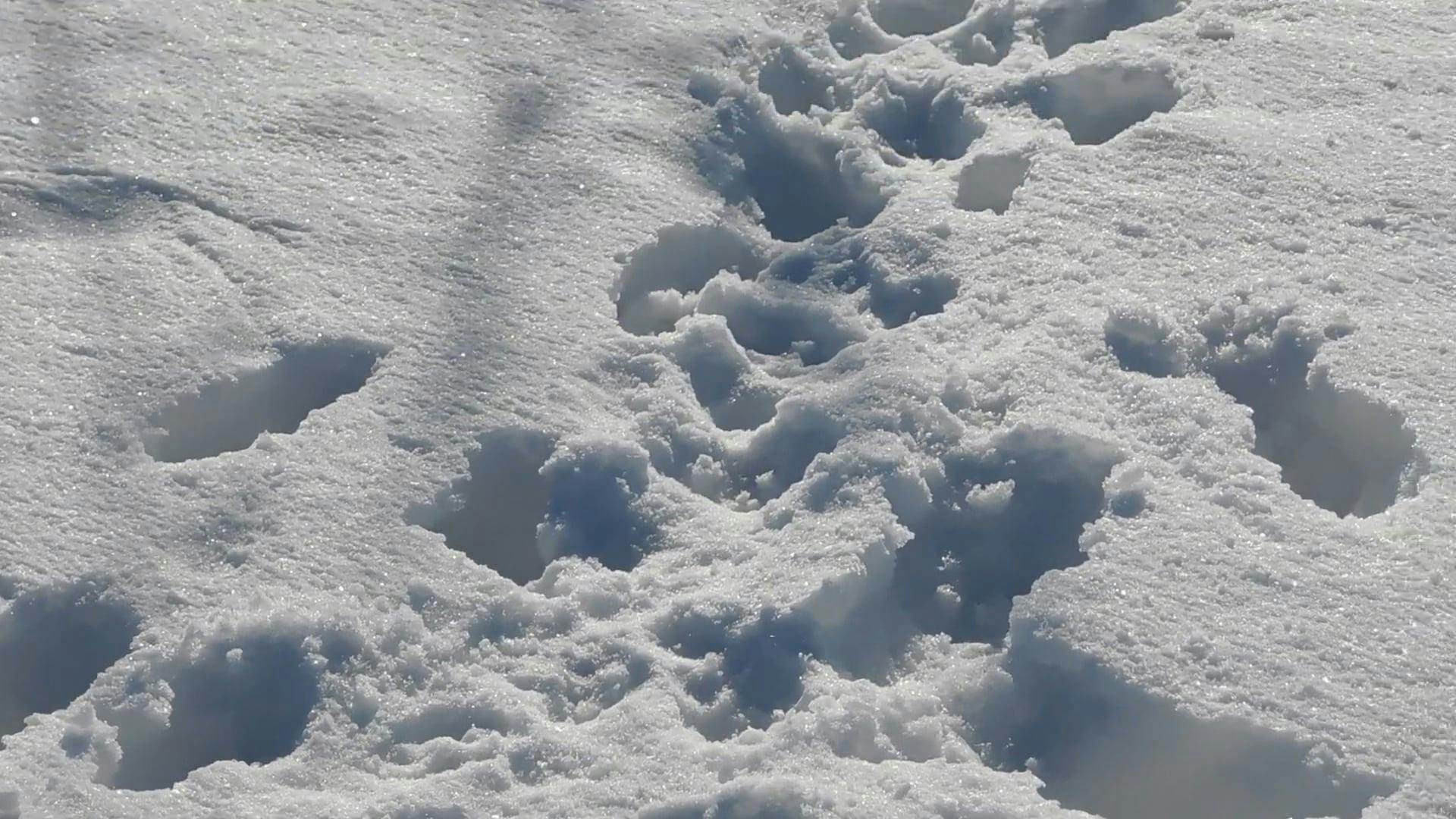 Pathway Marks Videos, Download The BEST Free 4k Stock Video Footage ...