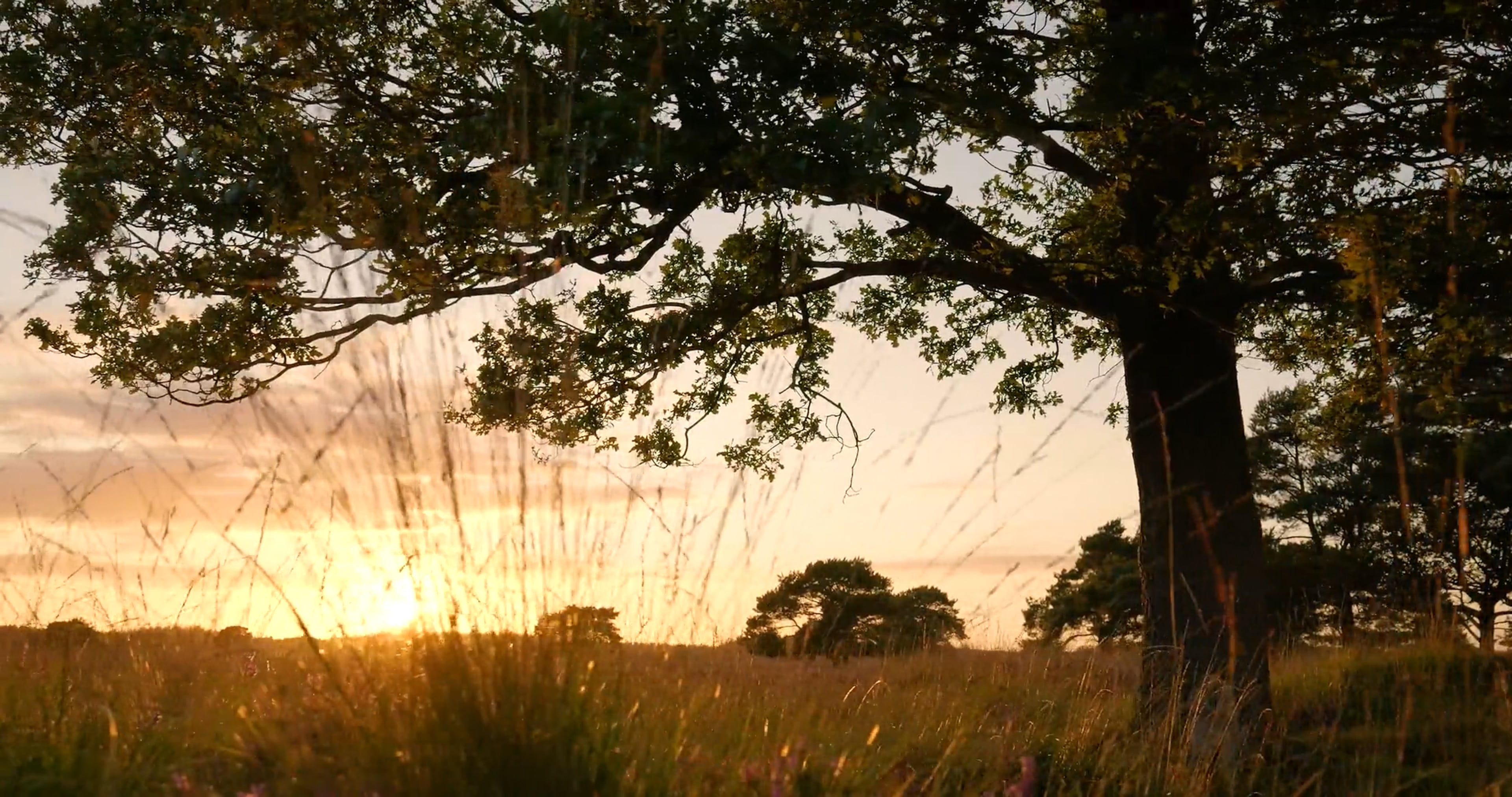 A sunset over a field with trees and grass Free Stock Video Footage ...