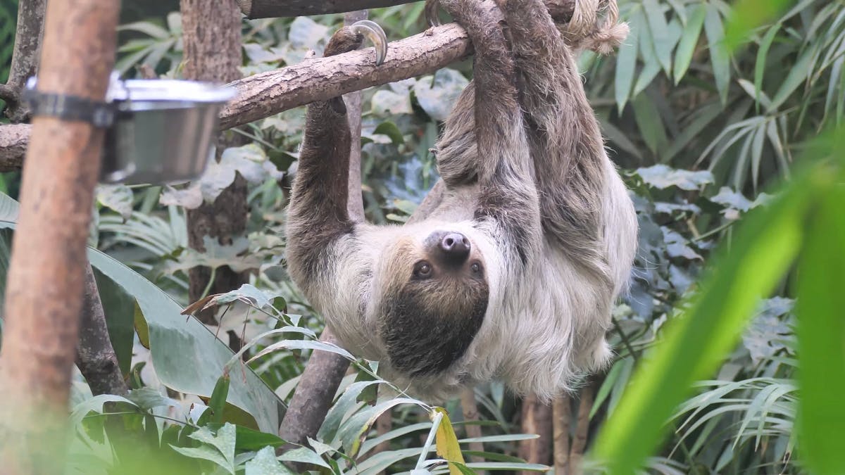 Sloth Videos, Download The BEST Free 4k Stock Video Footage & Sloth HD ...