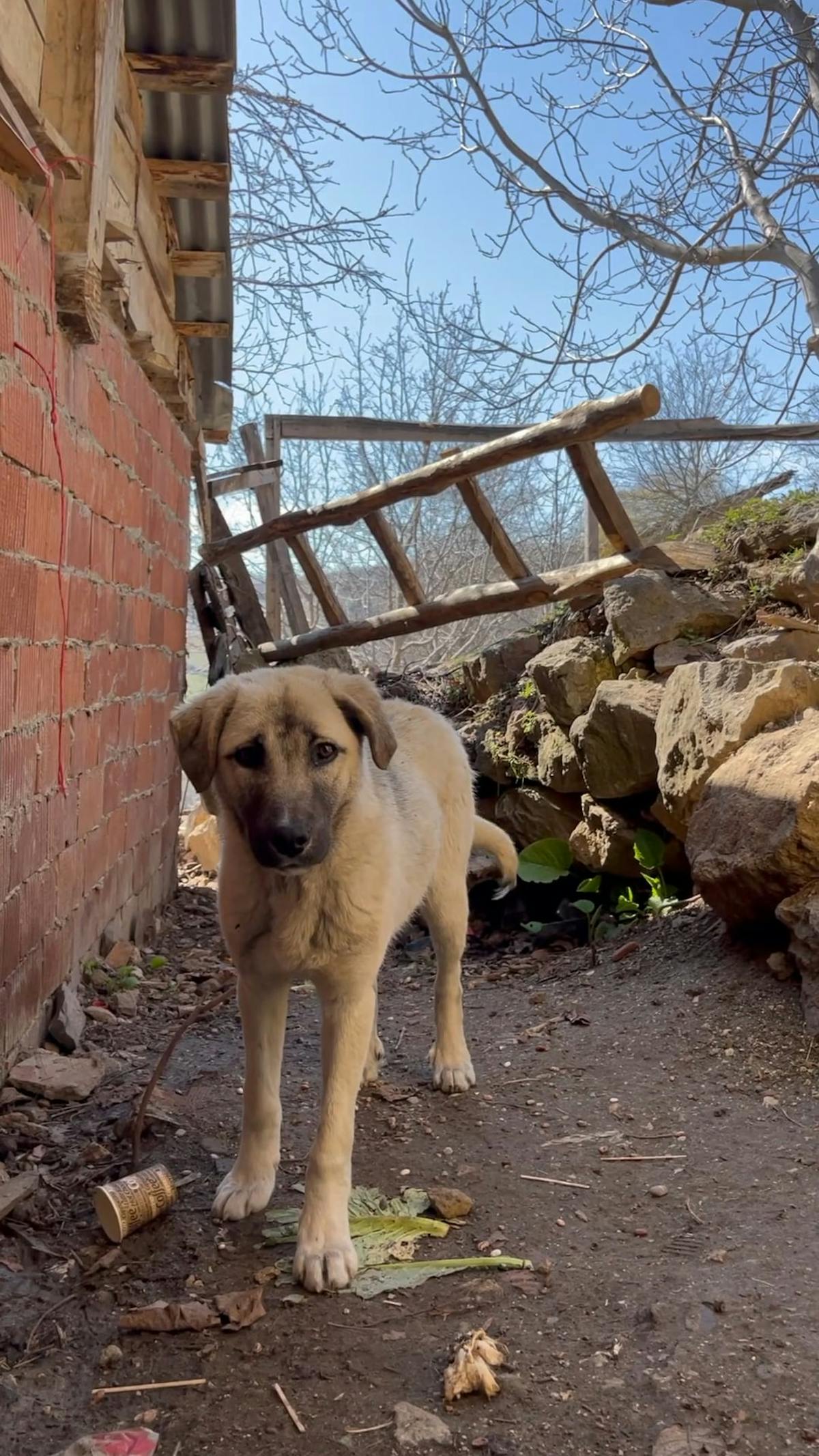 K9 Dog Videos, Download The BEST Free 4k Stock Video Footage & K9 Dog ...