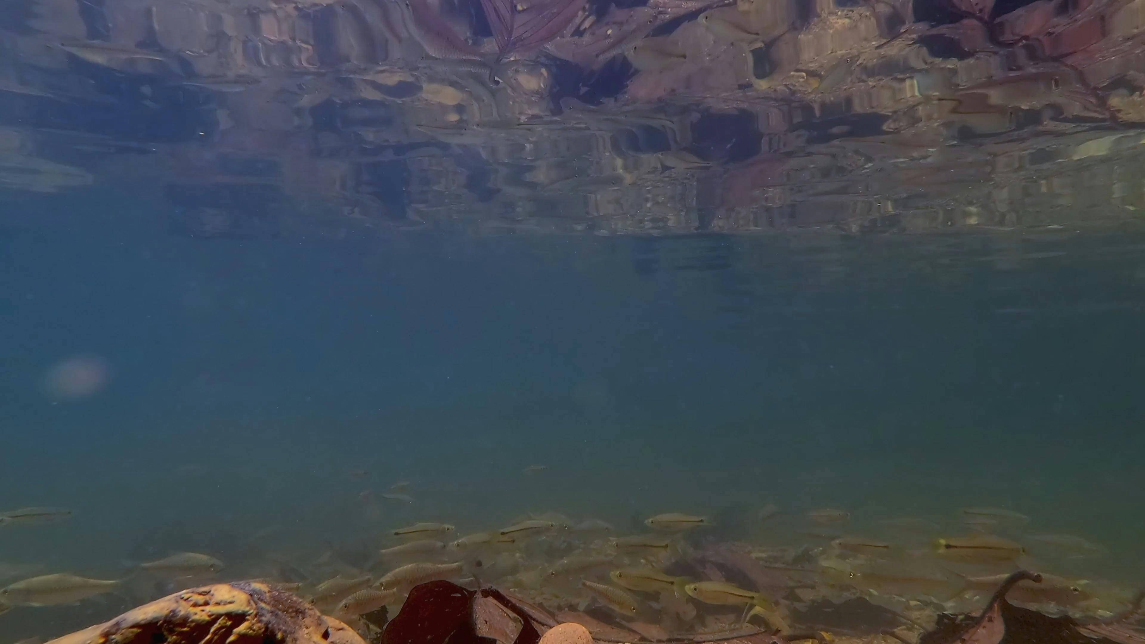 Thai Fish Videos, Download The BEST Free 4k Stock Video Footage & Thai ...