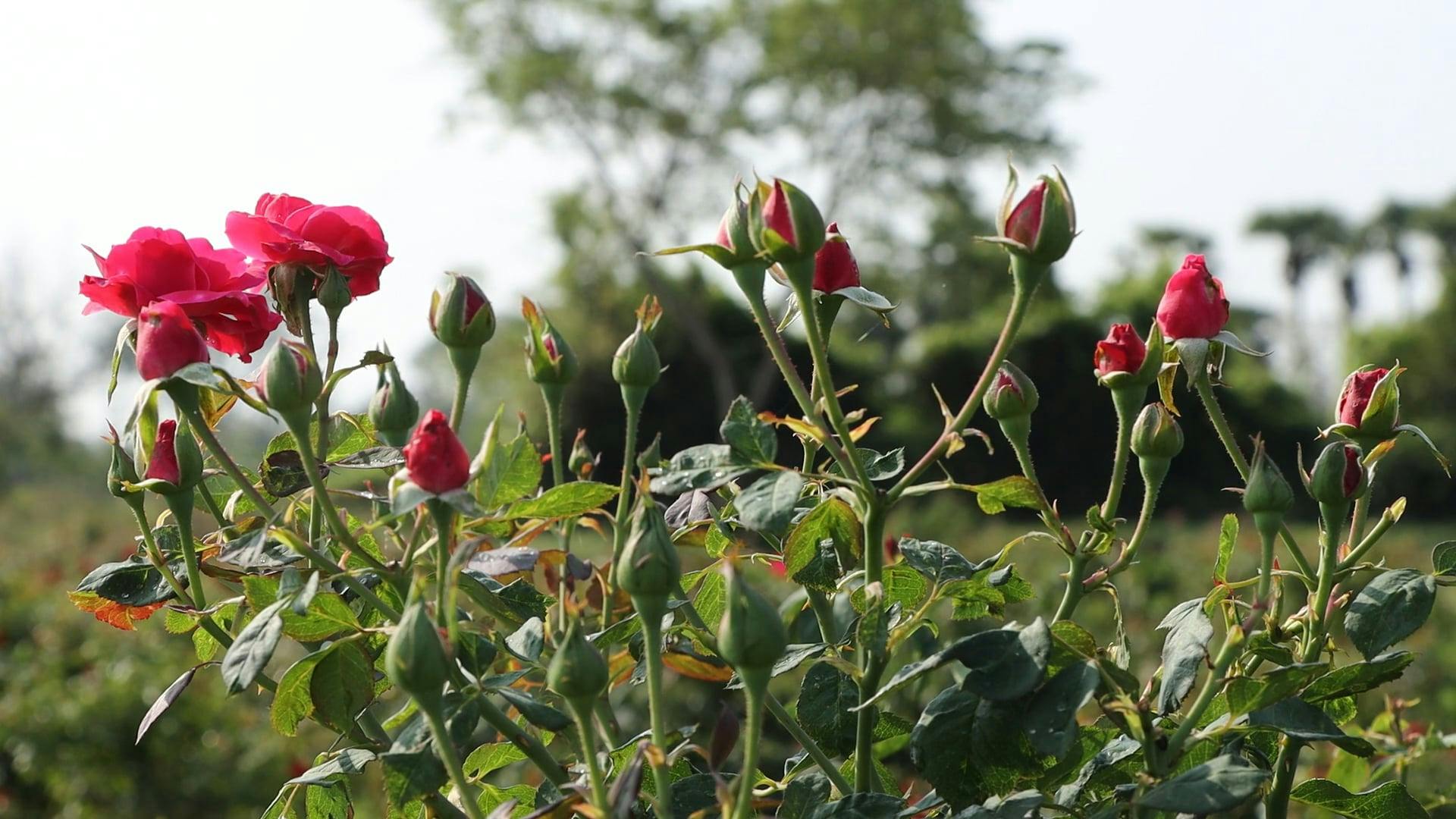 V Flower Talkloid Videos, Download The BEST Free 4k Stock Video Footage ...