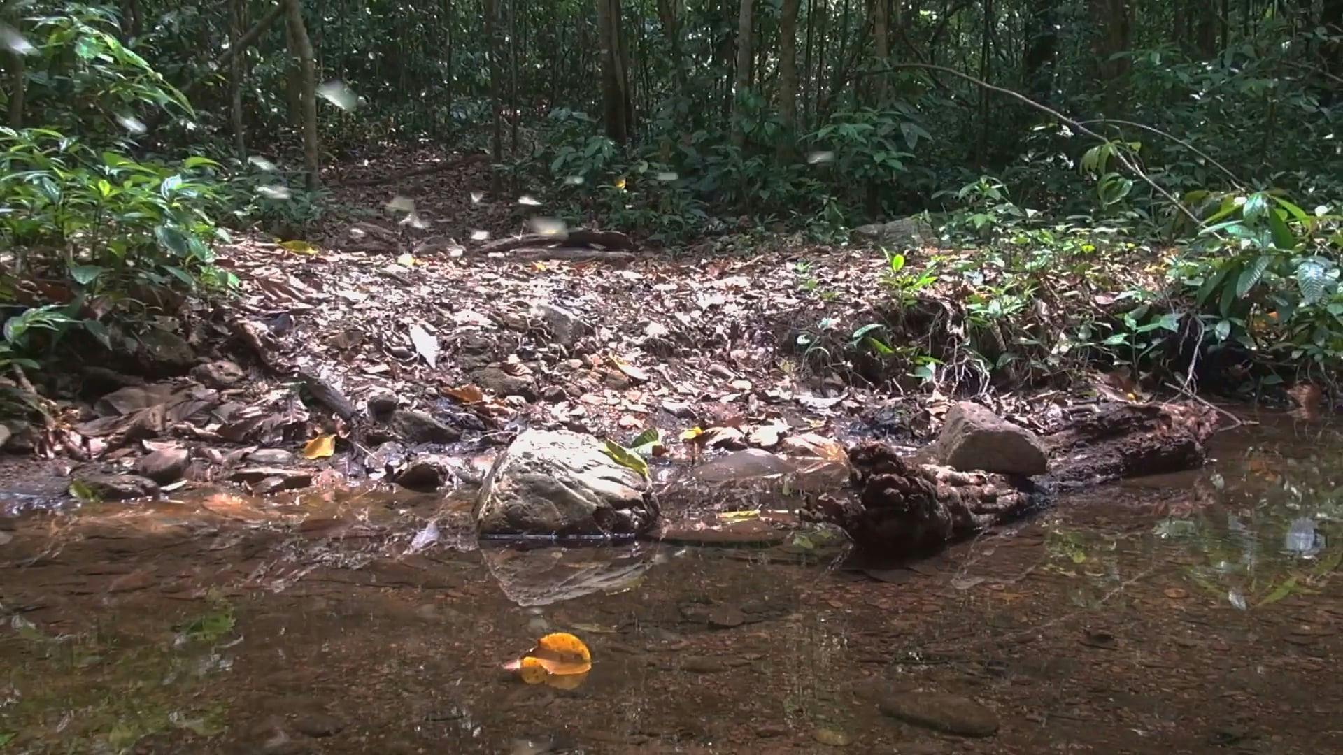 Tiny Stream Videos, Download The BEST Free 4k Stock Video Footage ...