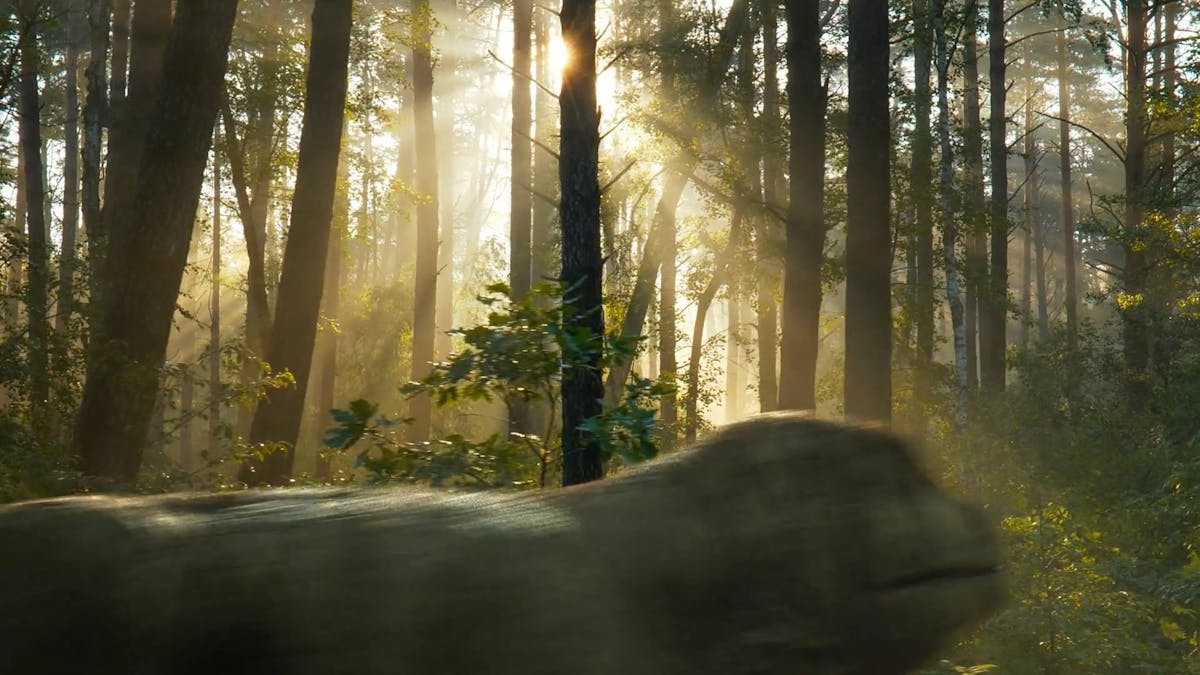 Forrest Videos, Download The BEST Free 4k Stock Video Footage & Forrest ...