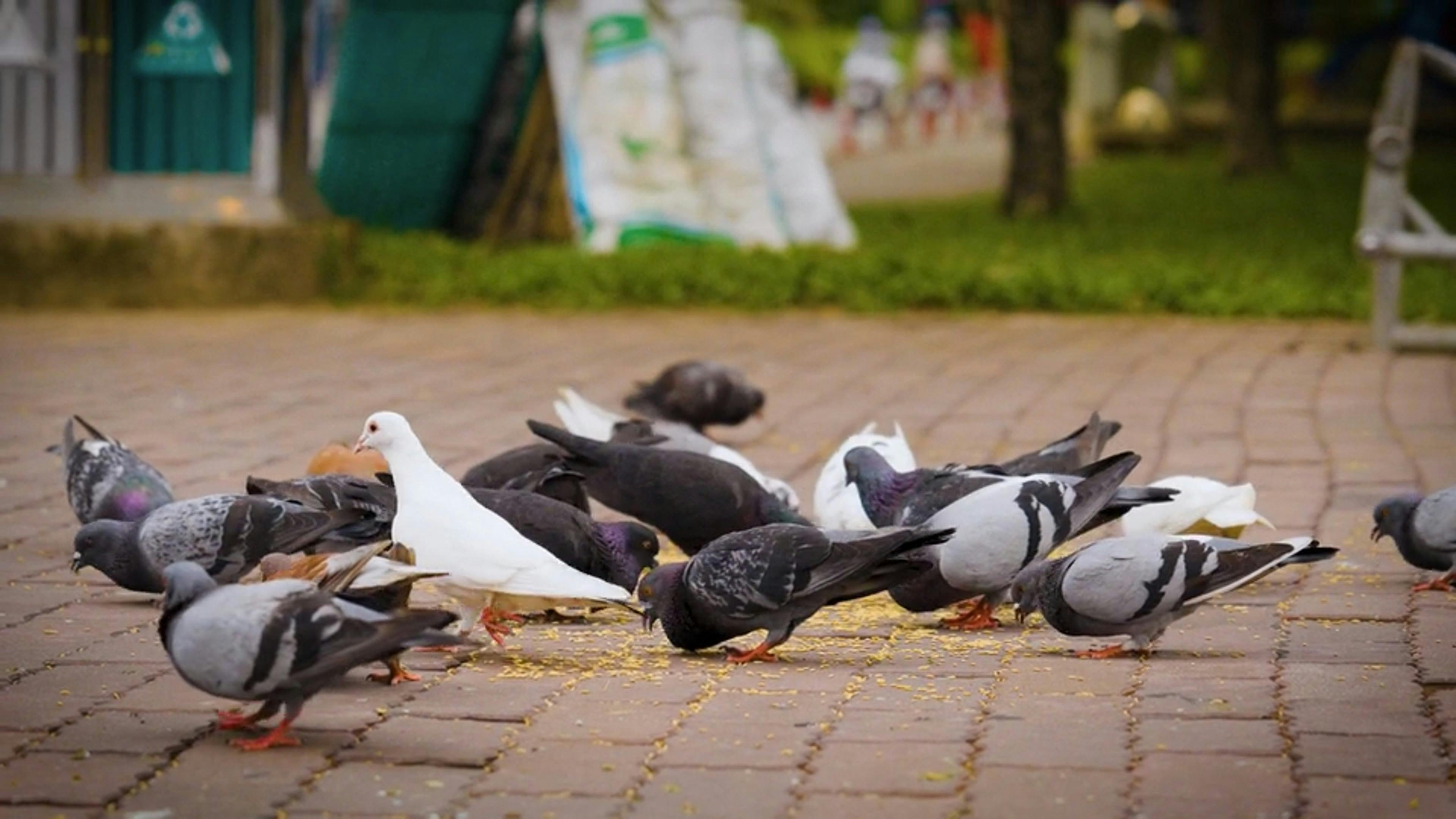 Pegion Free Stock Video Footage, Royalty-Free 4K & HD Video Clip