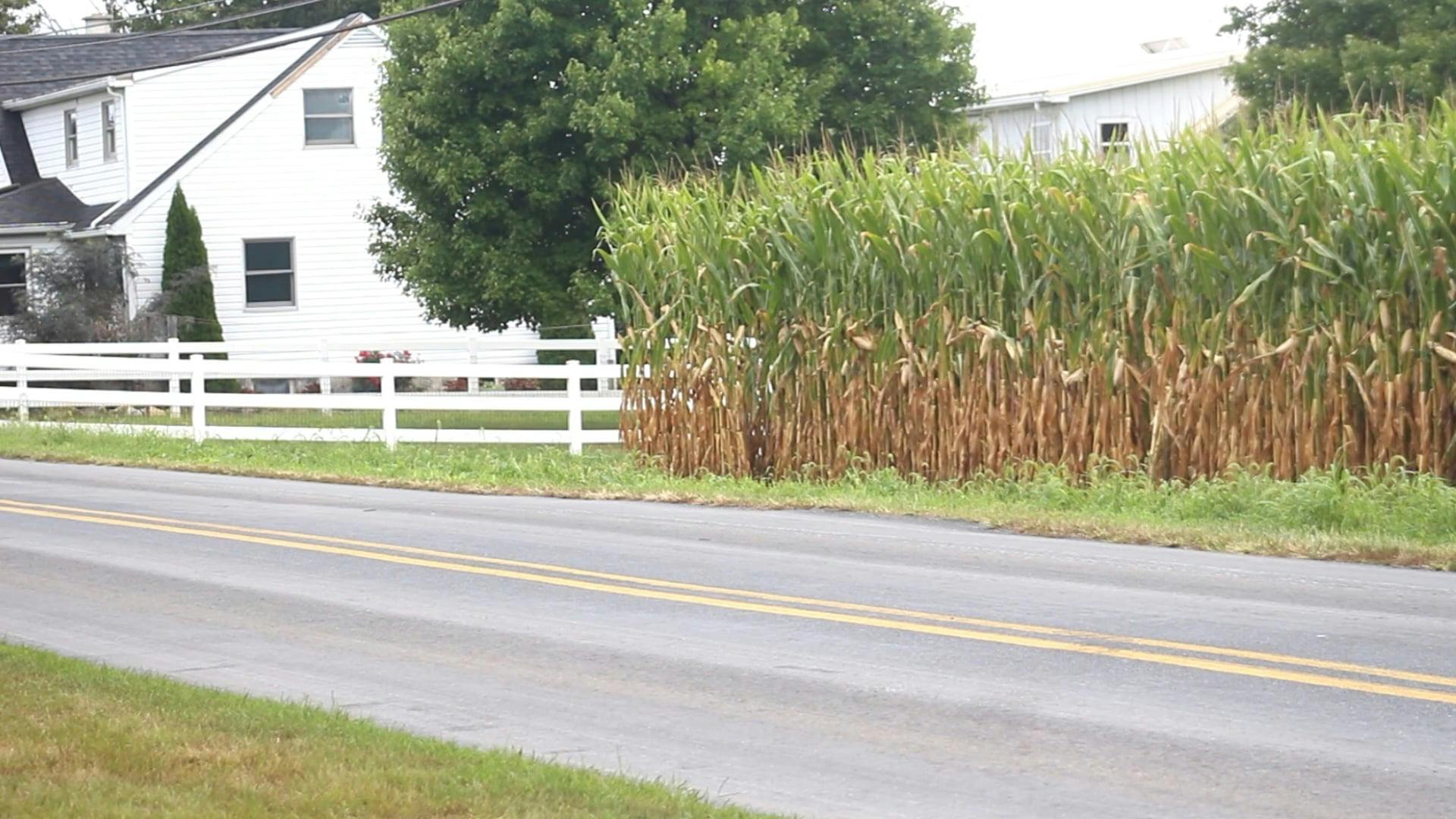 Horse and Buggy on Paved Street Free Stock Video Footage, Royalty-Free ...