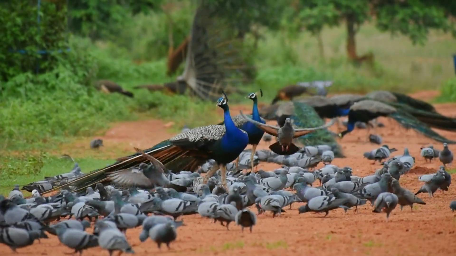 Indian Flight Videos, Download The BEST Free 4k Stock Video Footage ...