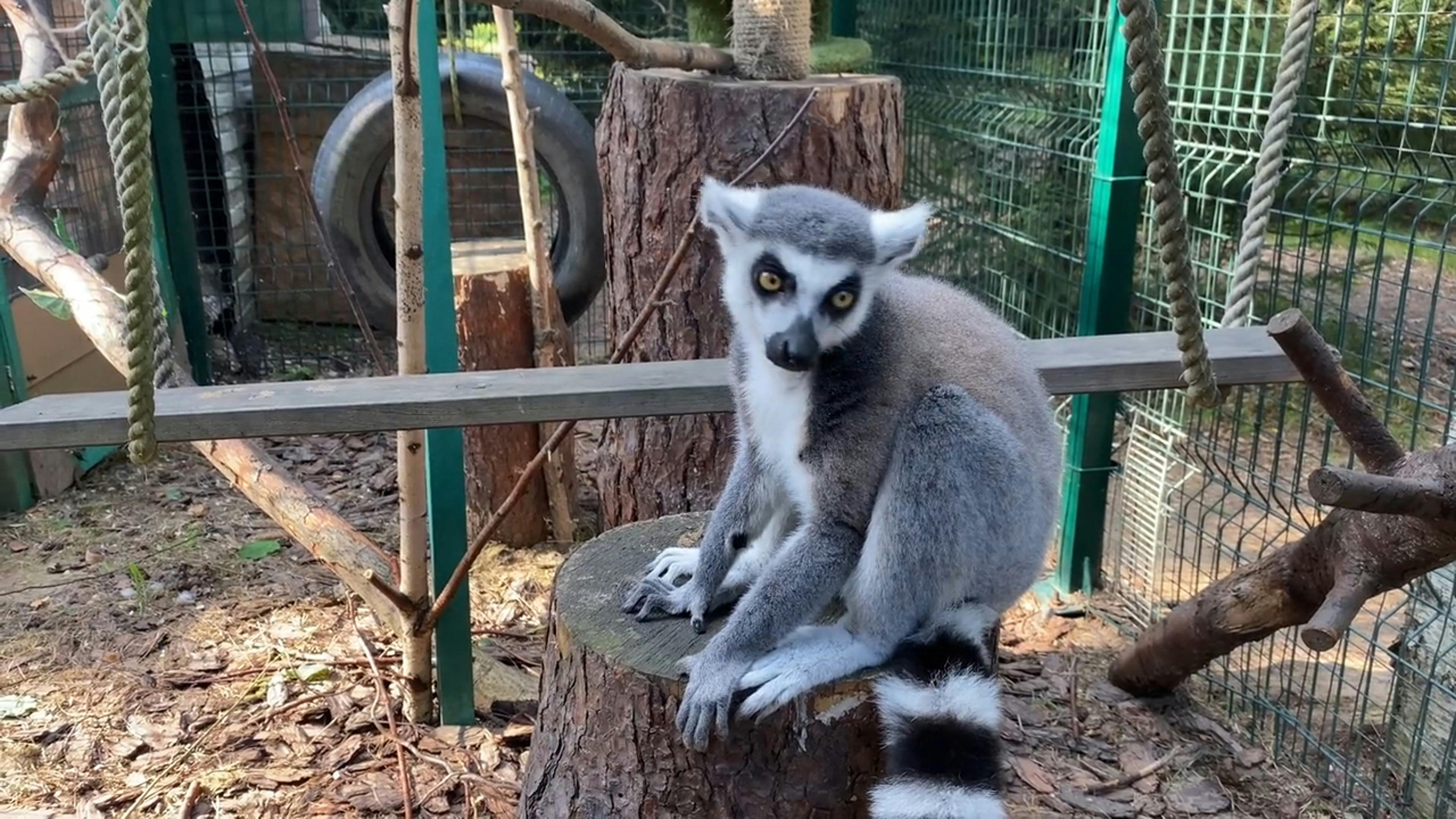 A Wild Lemur Strolling Around The Forest Ground Free Stock Video ...
