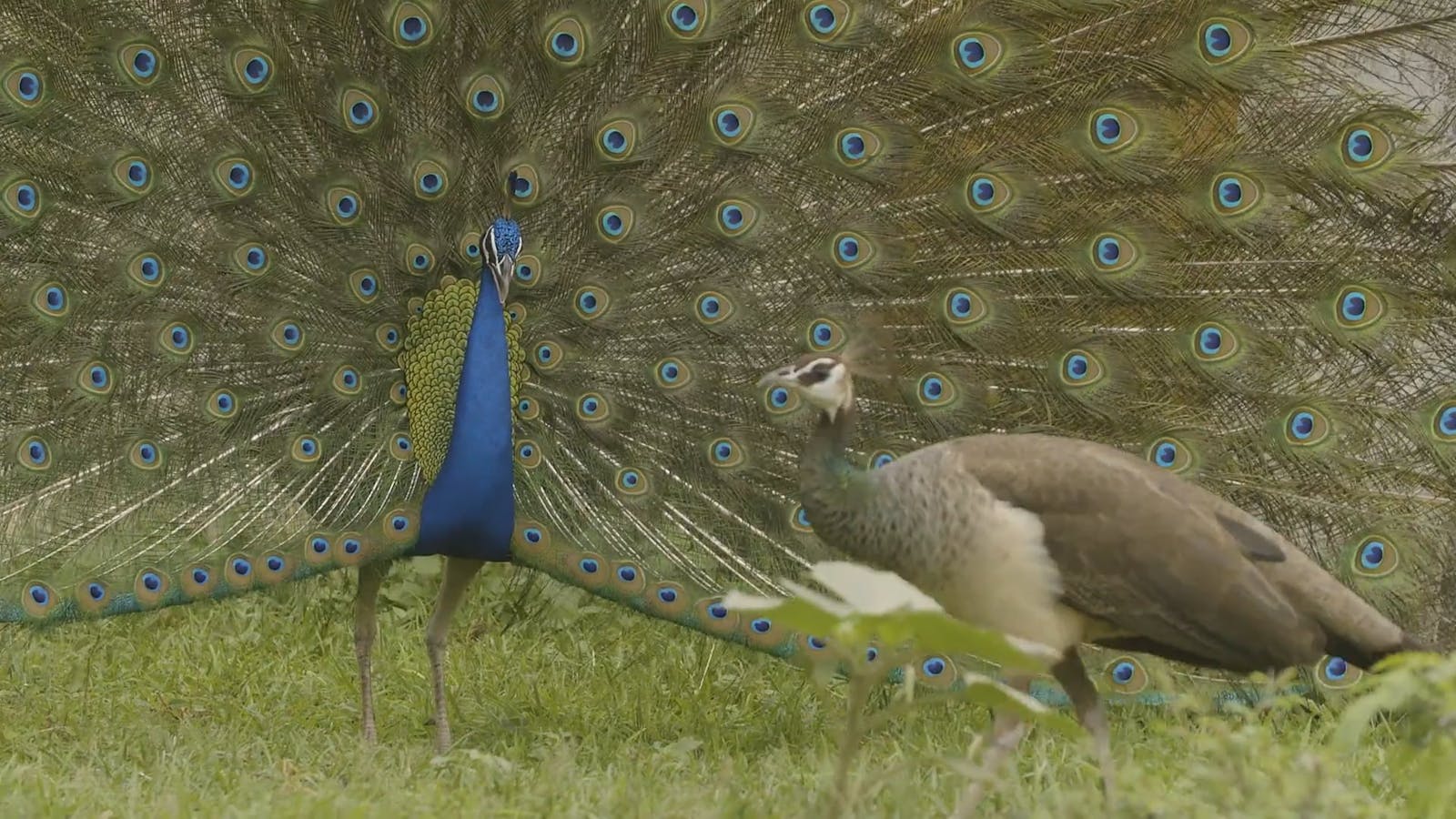 Peacocks Videos, Download The BEST Free 4k Stock Video Footage ...