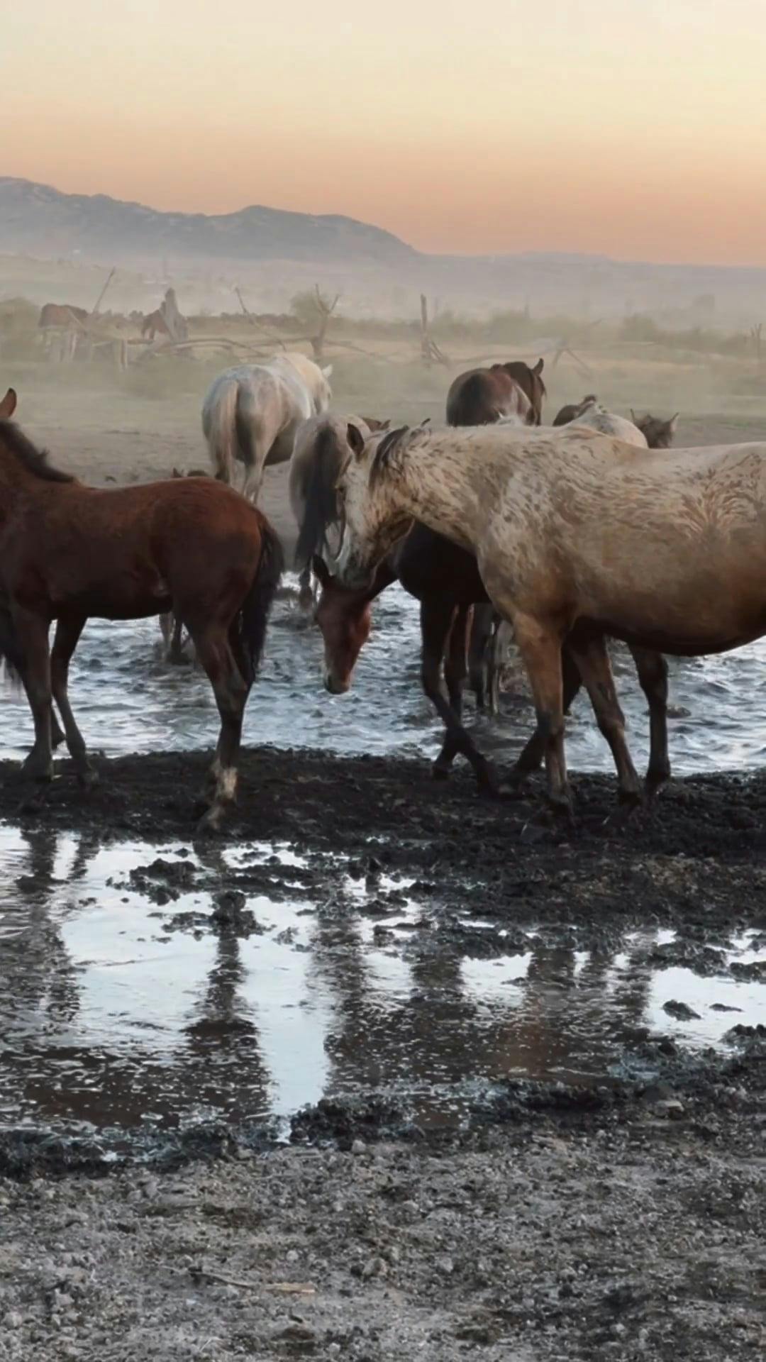 Equine Group Videos, Download The Best Free 4k Stock Video Footage 