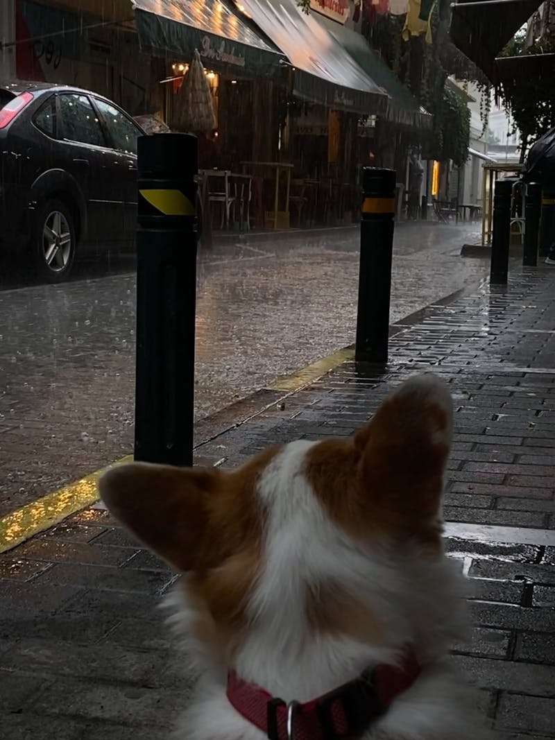 Rain Animation Videos, Download The BEST Free 4k Stock Video Footage ...