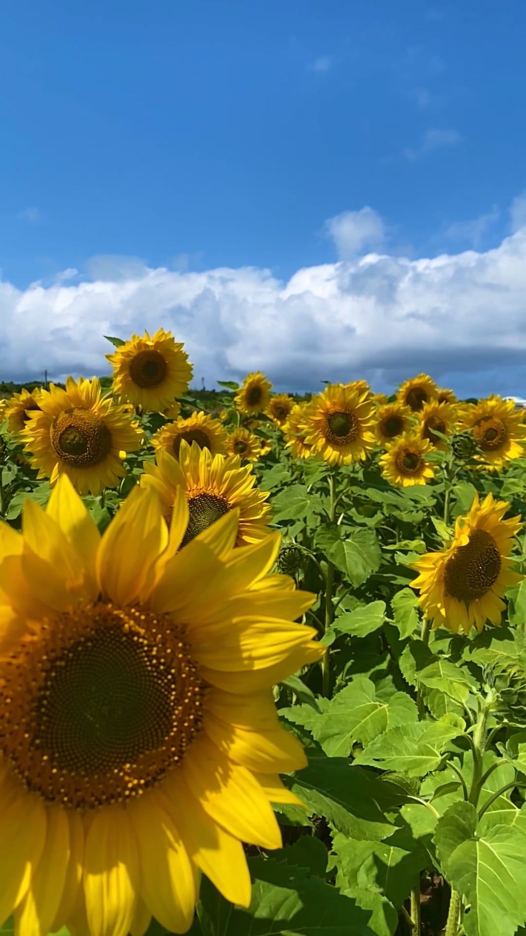 Eurasia Flora Videos, Download The BEST Free 4k Stock Video Footage ...