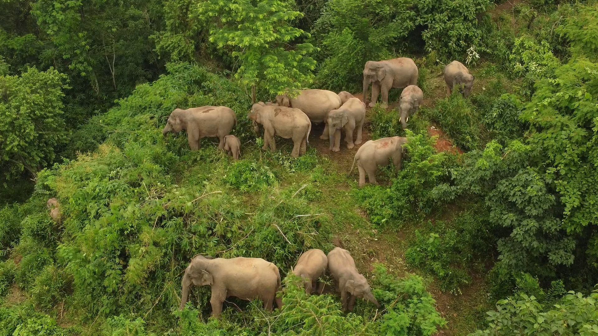 Group Of Elephant Videos, Download The BEST Free 4k Stock Video Footage ...