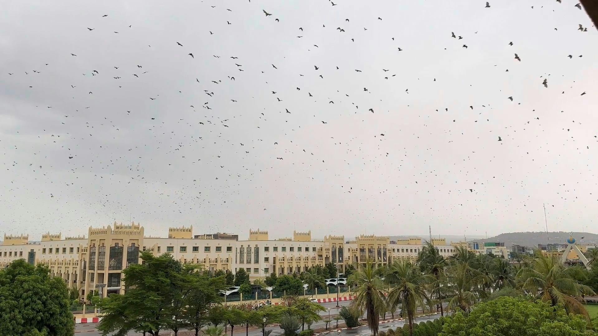 Bats fly over the Cité Administrative in Bamako, Mali Free Stock Video ...