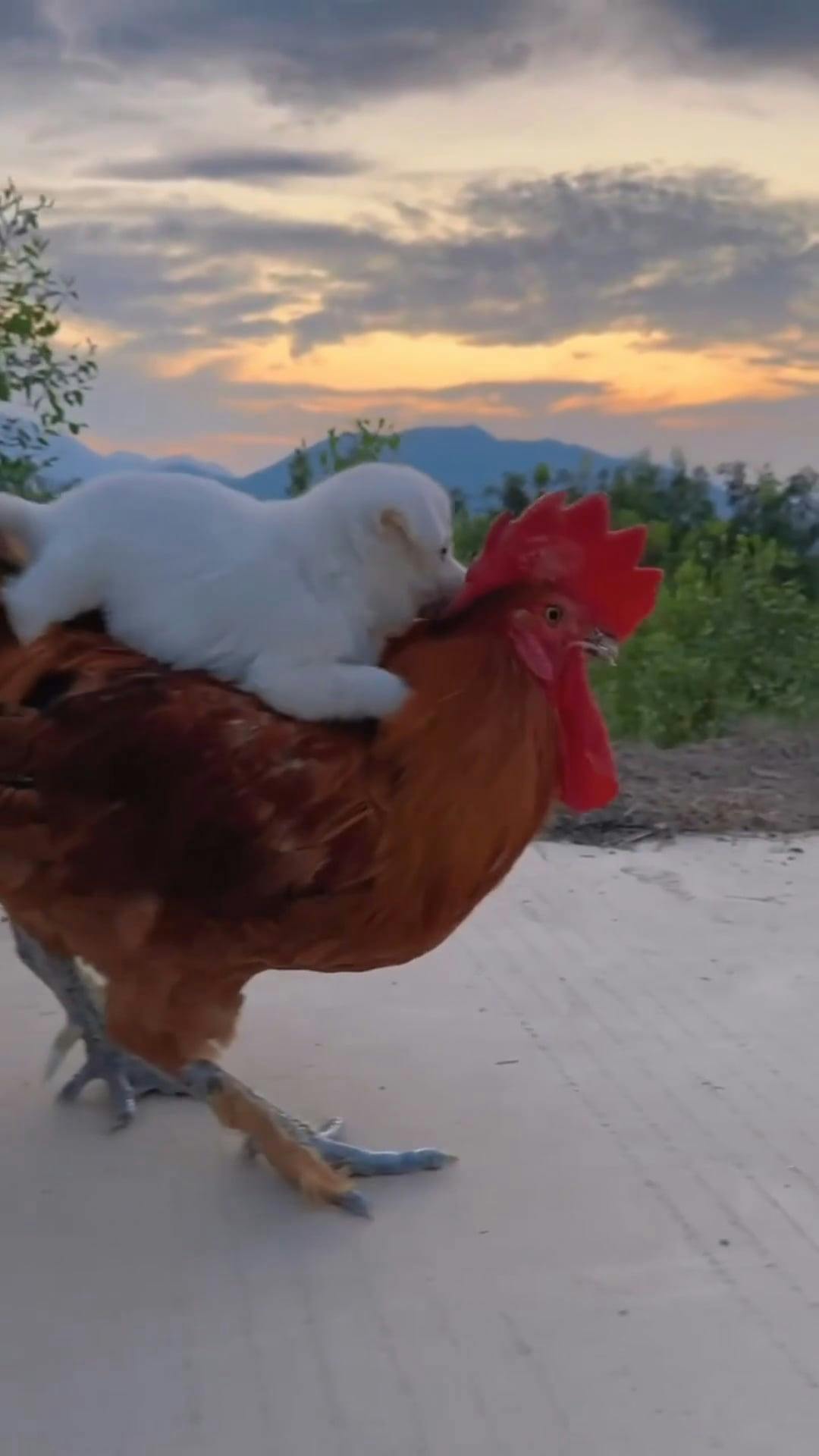 Puppy And Chicken Videos, Download The BEST Free 4k Stock Video Footage ...