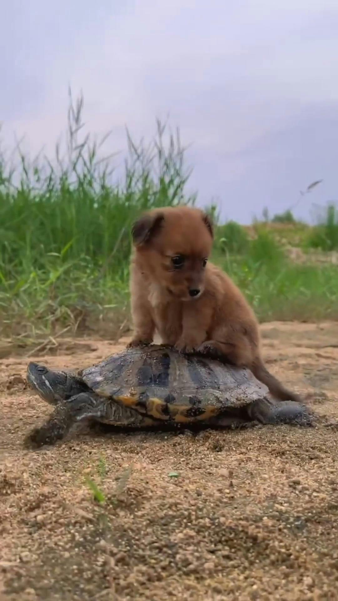 Funny Turtles Videos, Download The BEST Free 4k Stock Video Footage ...