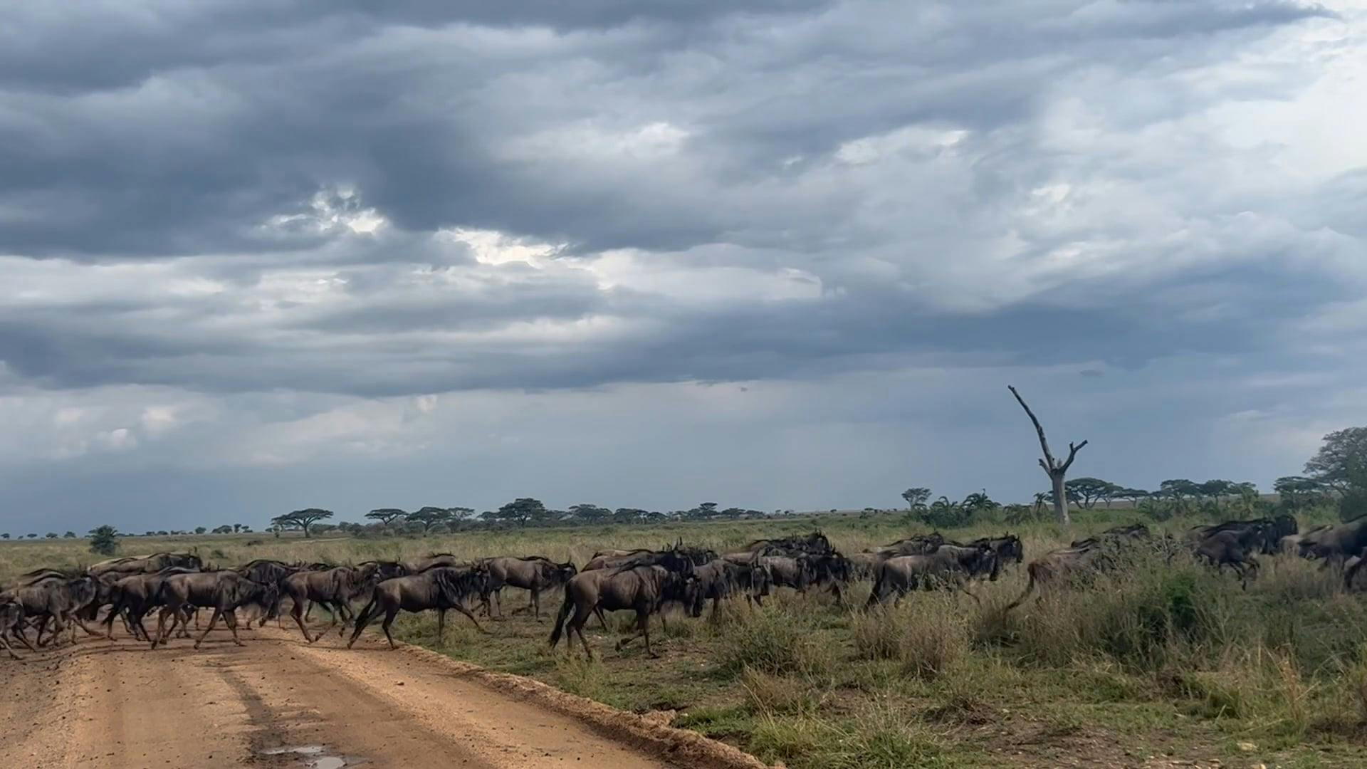 Wild Animals Running Free Stock Video Footage, Royalty-Free 4K & HD ...