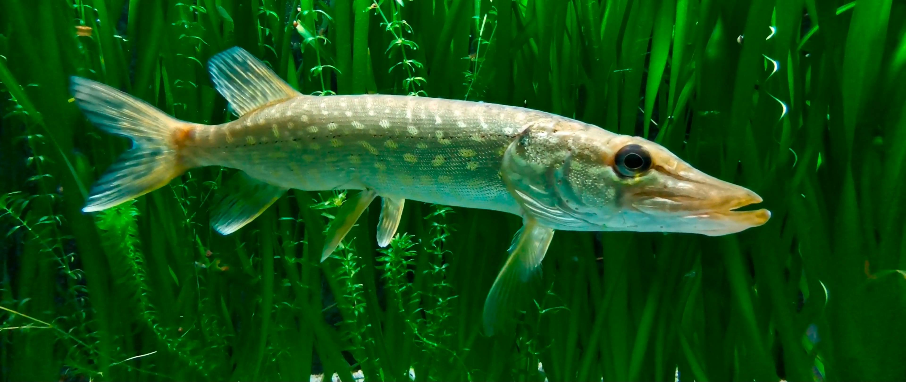 Anime Pike Videos, Download The BEST Free 4k Stock Video Footage ...