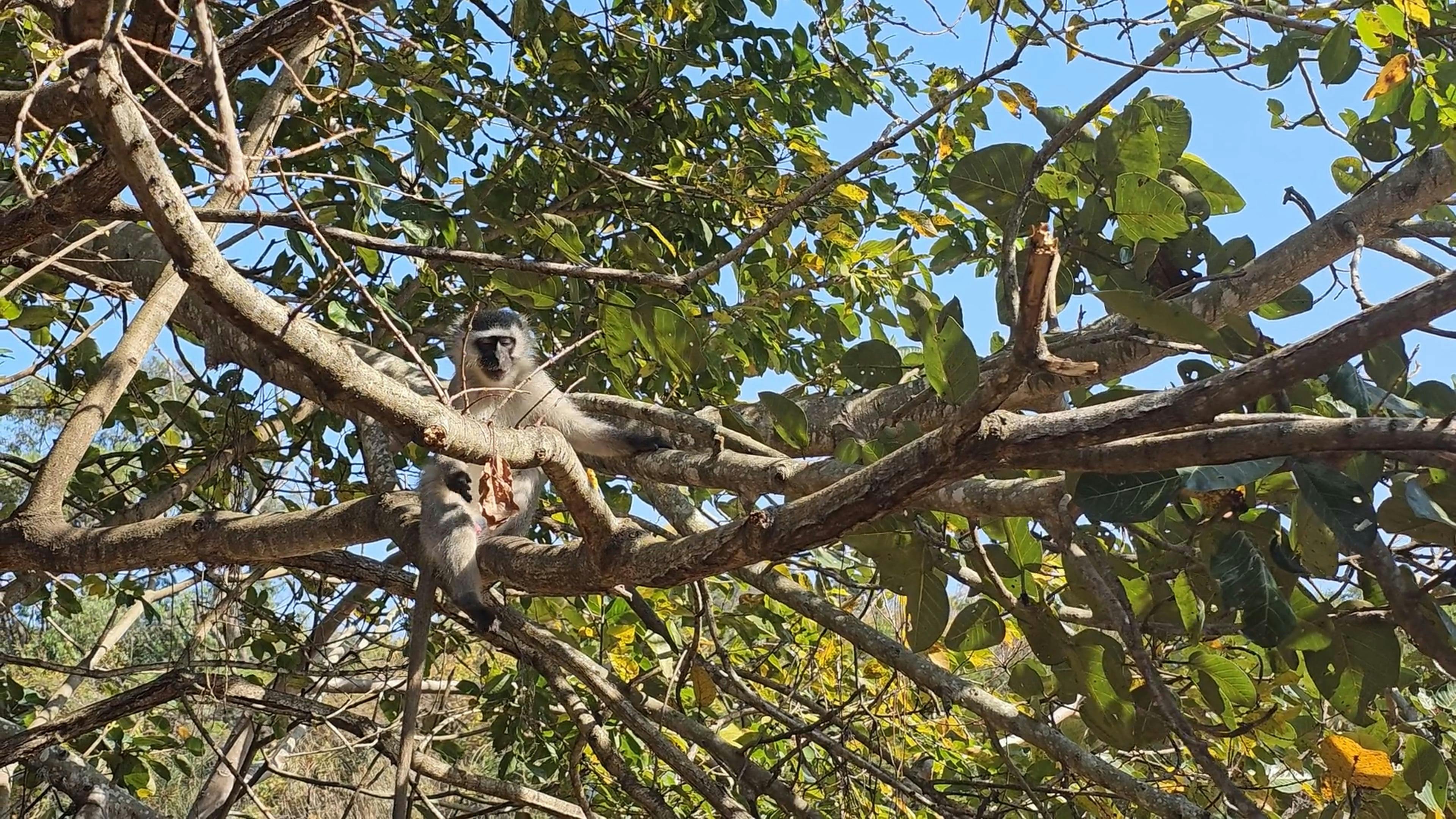 Monkeys Roaming In The Forest Park Free Stock Video Footage, Royalty ...
