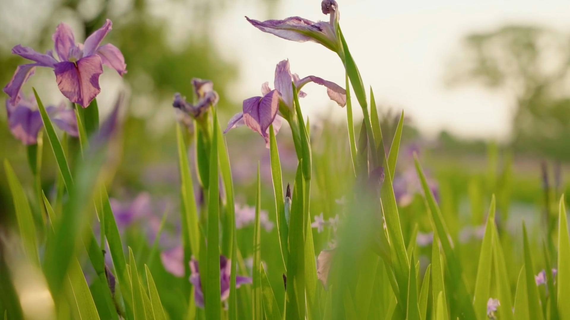 Beautiful Countryside In China Videos, Download The BEST Free 4k Stock ...