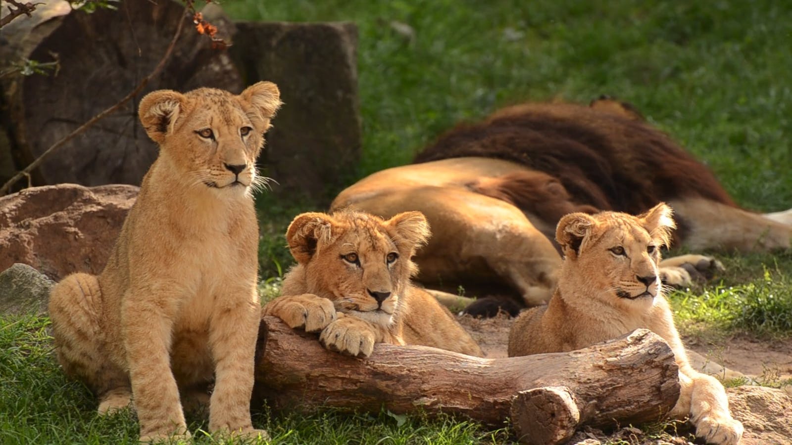 Zoo Animal Videos, Download The BEST Free 4k Stock Video Footage & Zoo ...