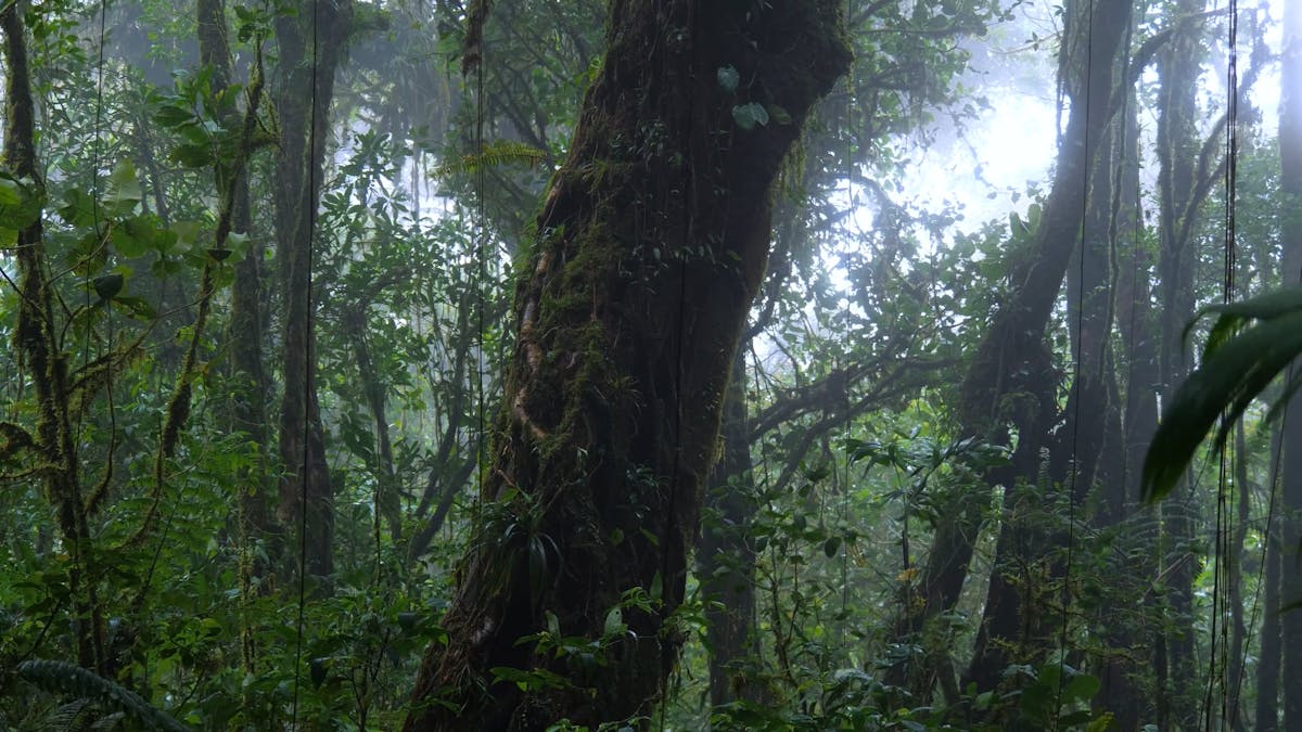 Tropical Rainforest Videos, Download The BEST Free 4k Stock Video ...