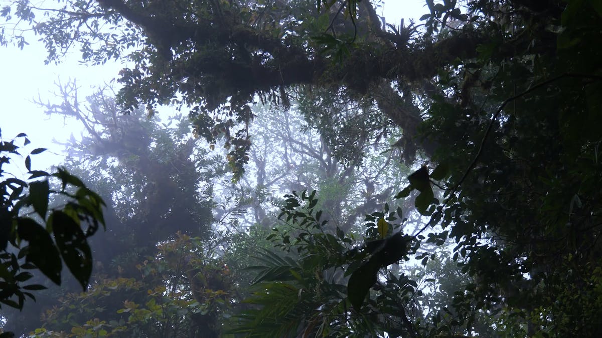 Amazon Rain Forest Videos, Download The BEST Free 4k Stock Video ...