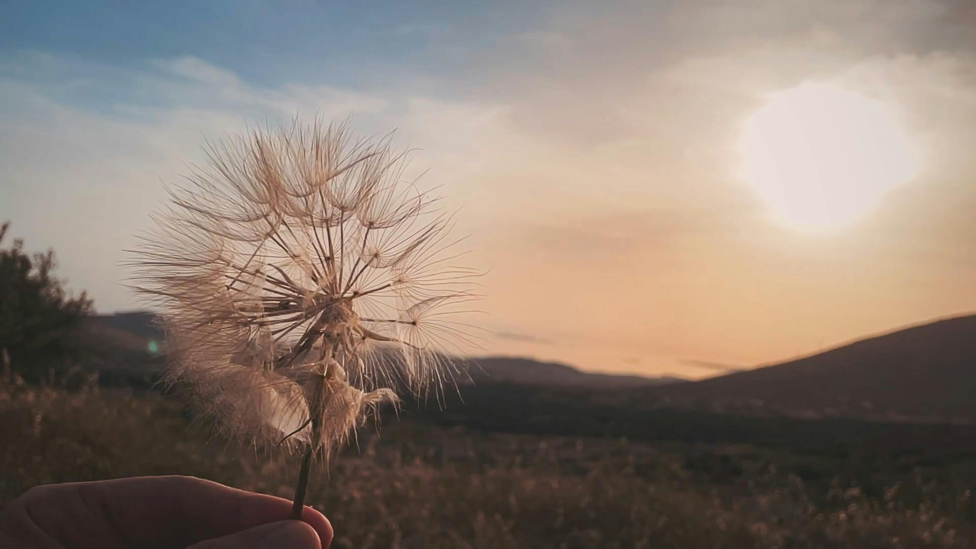 Dandelion Free Stock Video Footage, Royalty-Free 4K & HD Video Clip