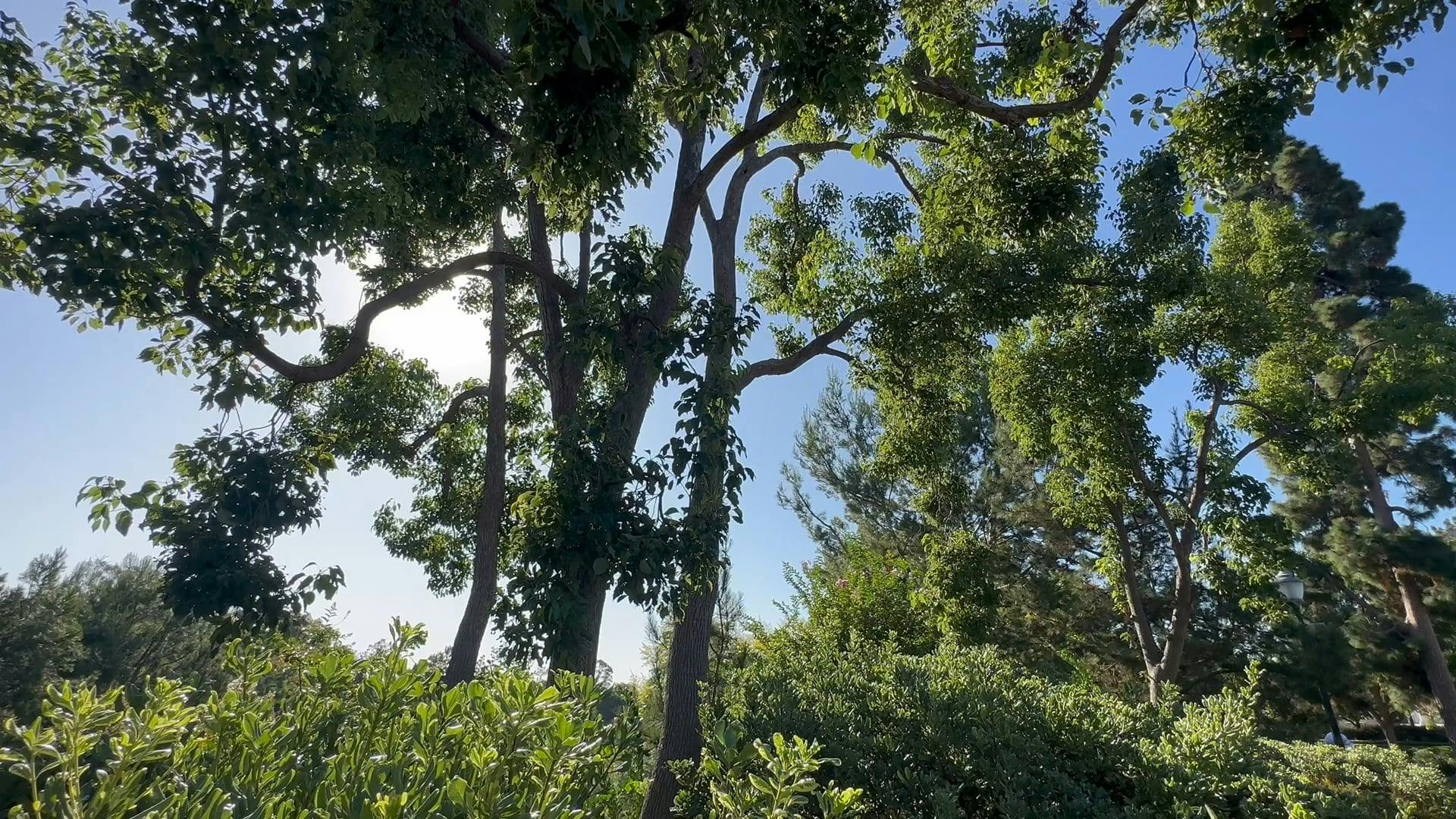 Nature Free Stock Video Footage, Royalty-Free 4K & HD Video Clip