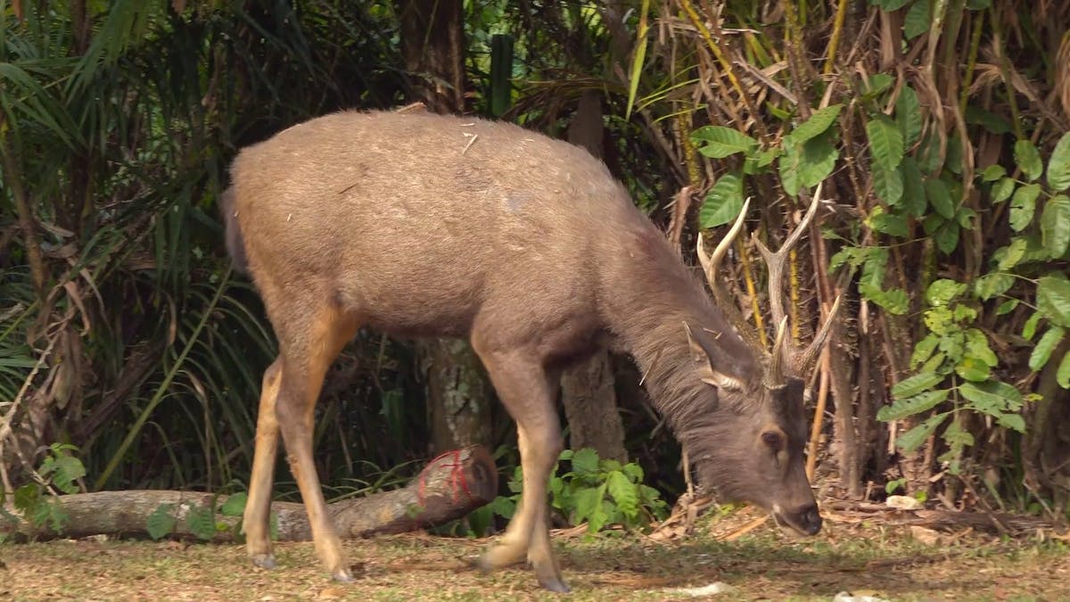 Dear Videos, Download The BEST Free 4k Stock Video Footage & Dear HD ...