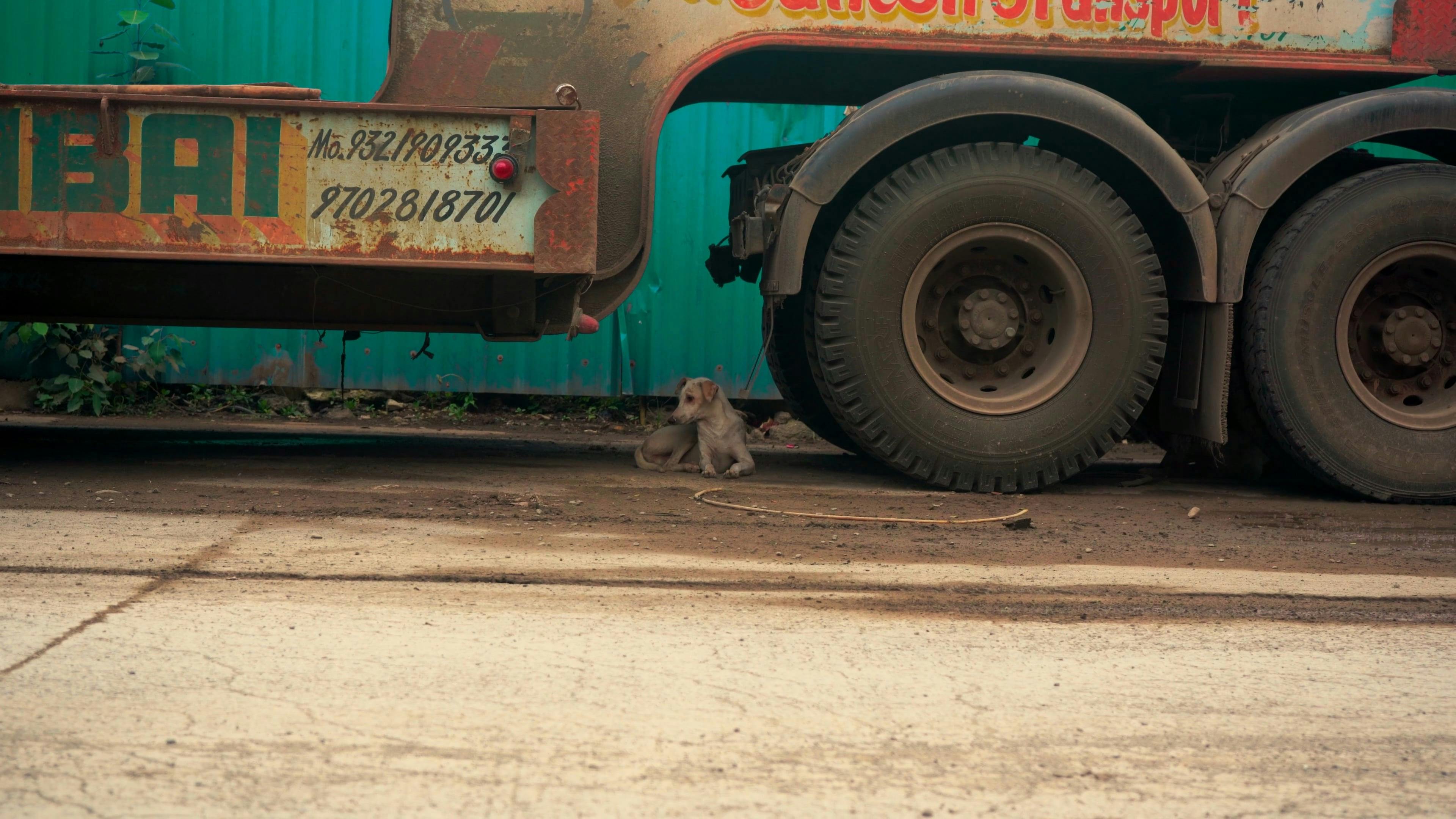 Dog Under the Truck Free Stock Video Footage, Royalty-Free 4K & HD ...