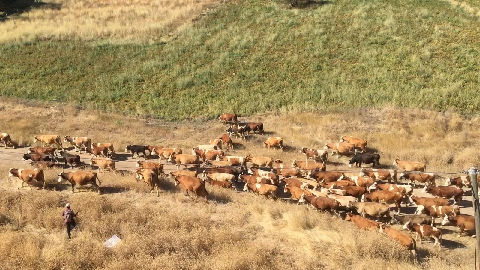Cattle Drive Videos, Download The BEST Free 4k Stock Video Footage ...