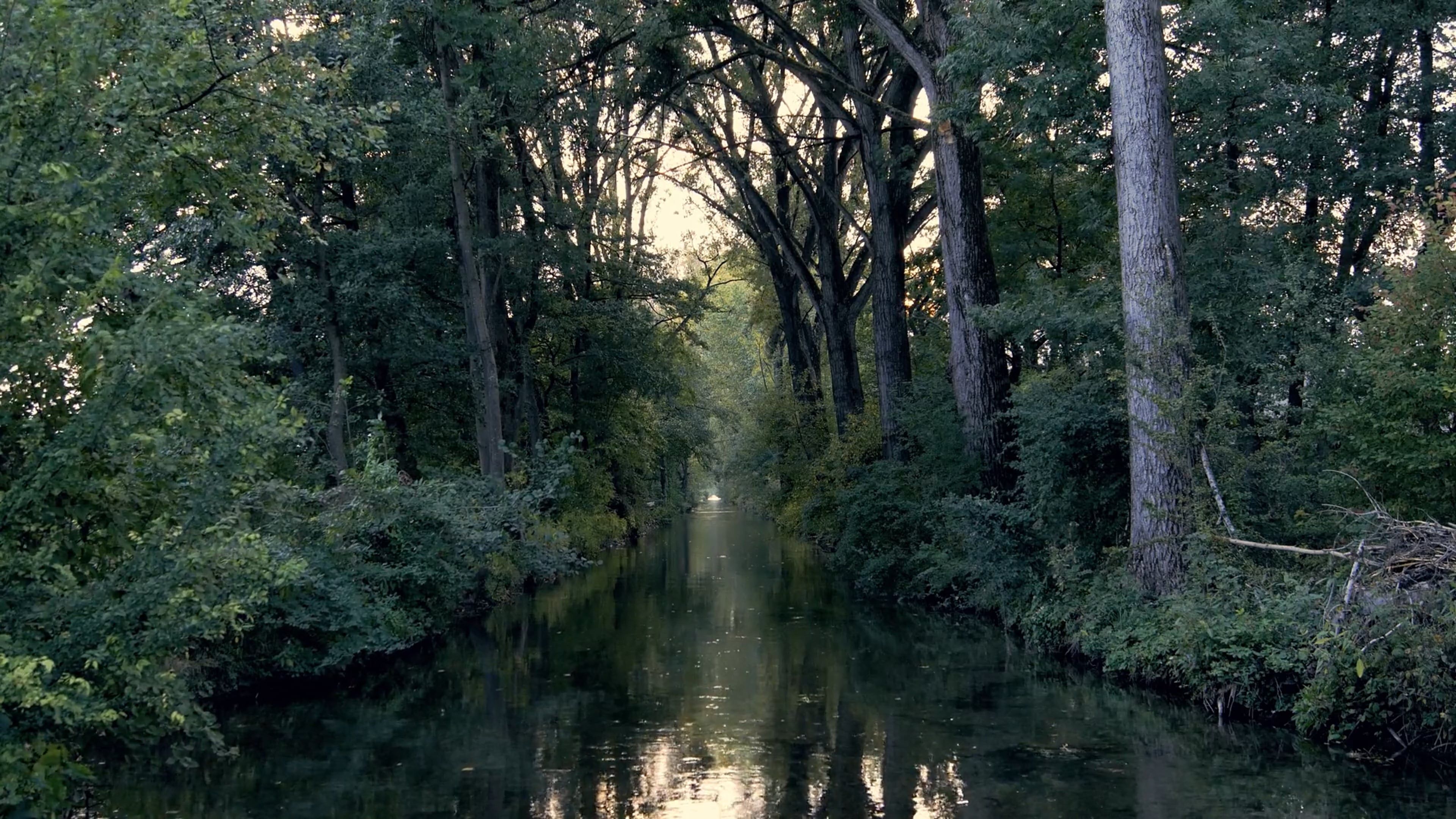 A river in the woods with trees and water Free Stock Video Footage ...