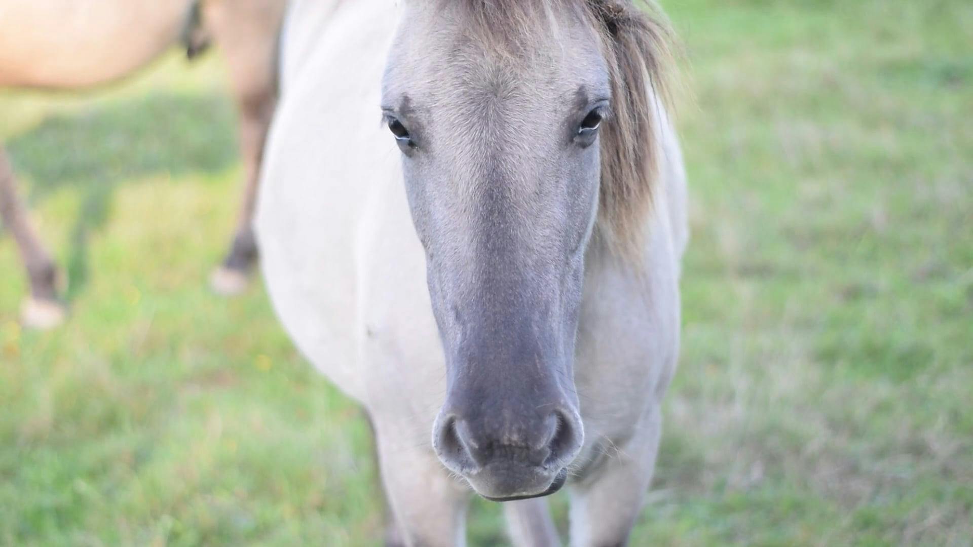 Aerial View of Horses Running in Farm Free Stock Video Footage, Royalty ...