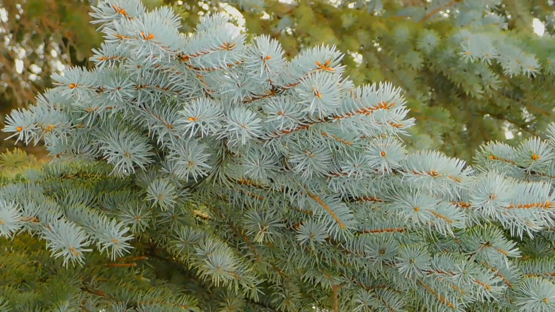 Beautiful Silver Spruce · Free Stock Video
