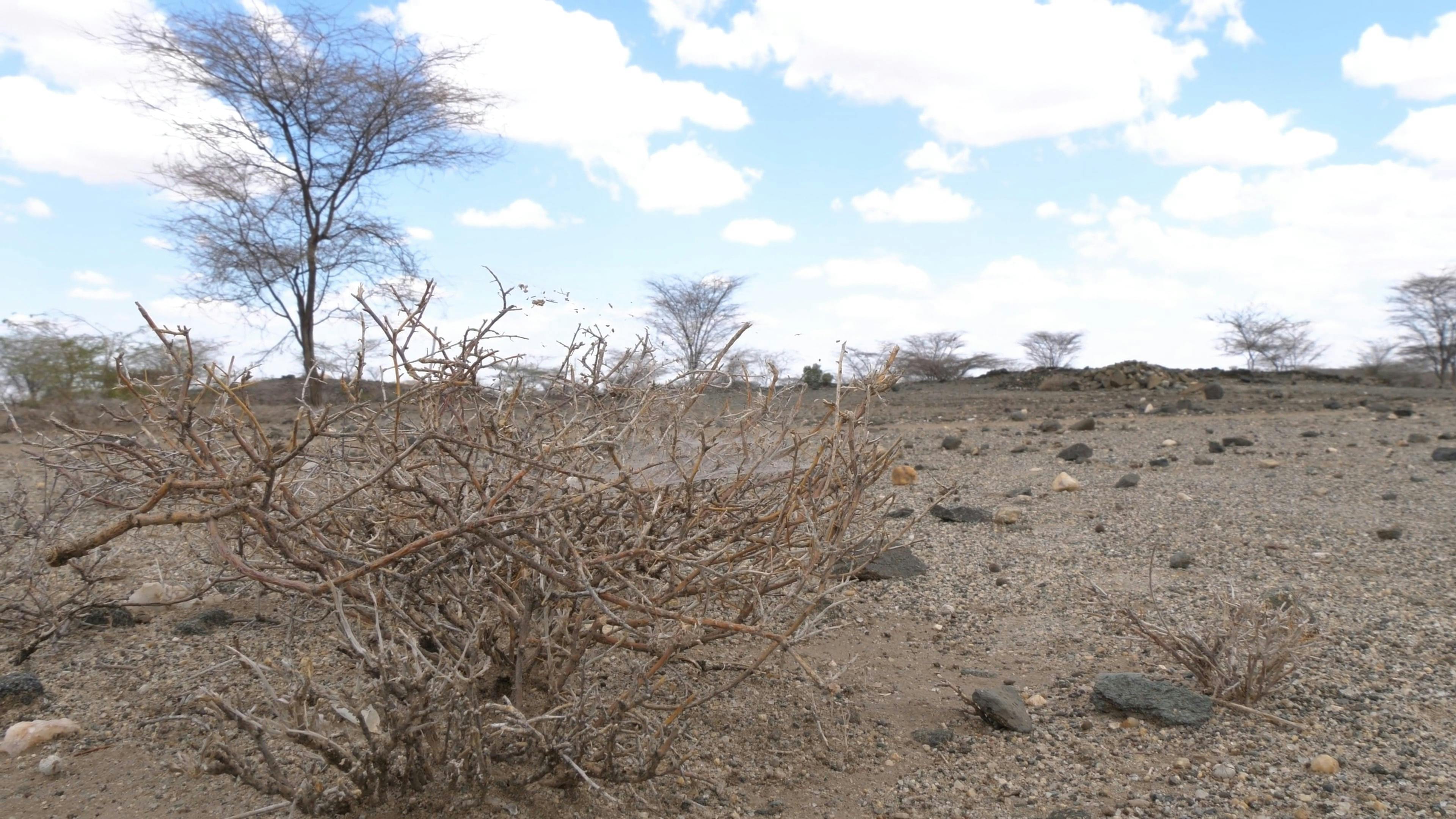 Dry African Landscape Free Stock Video Footage, Royalty-Free 4K & HD ...