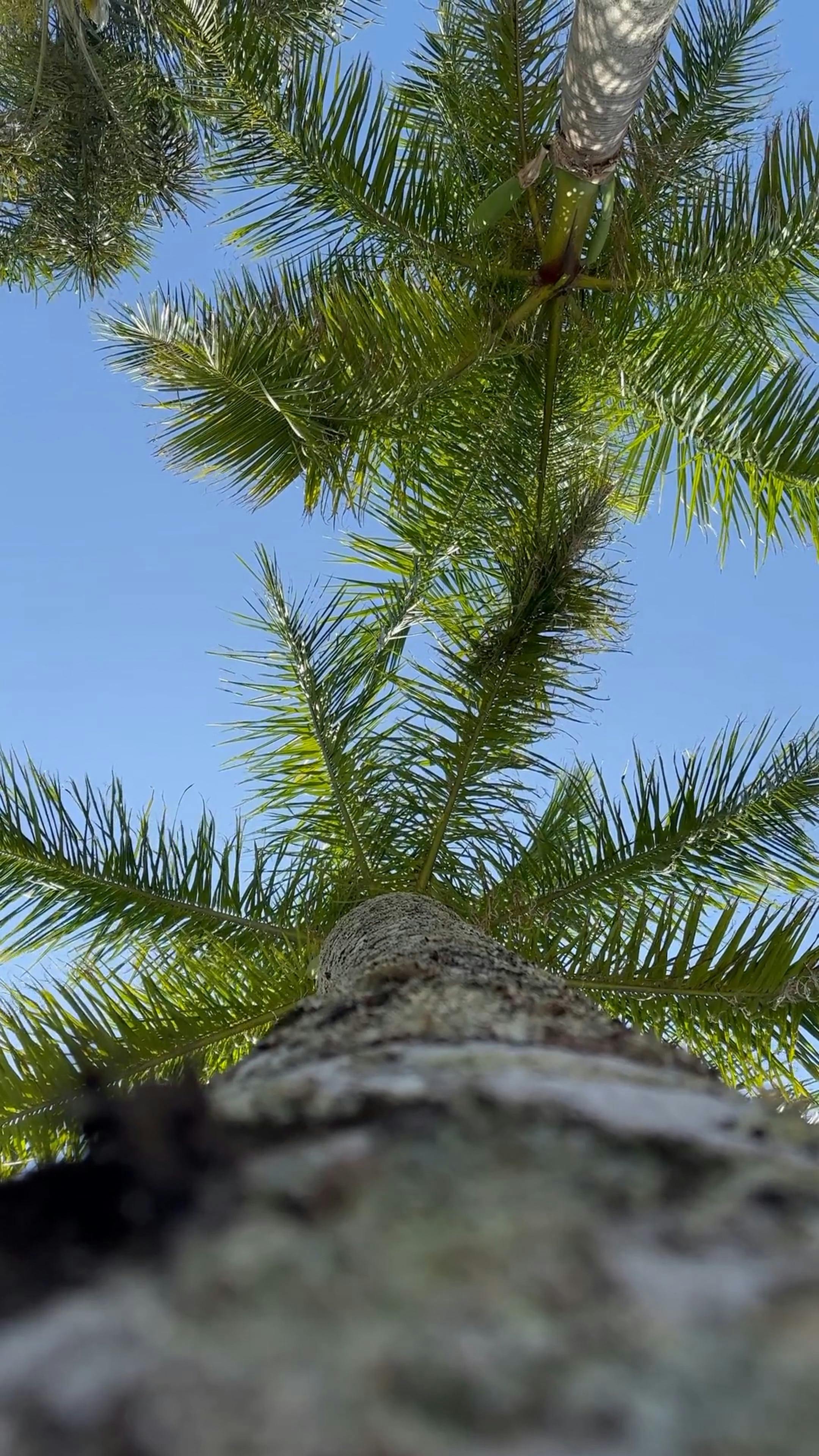 Bark Frond Videos, Download The BEST Free 4k Stock Video Footage & Bark ...