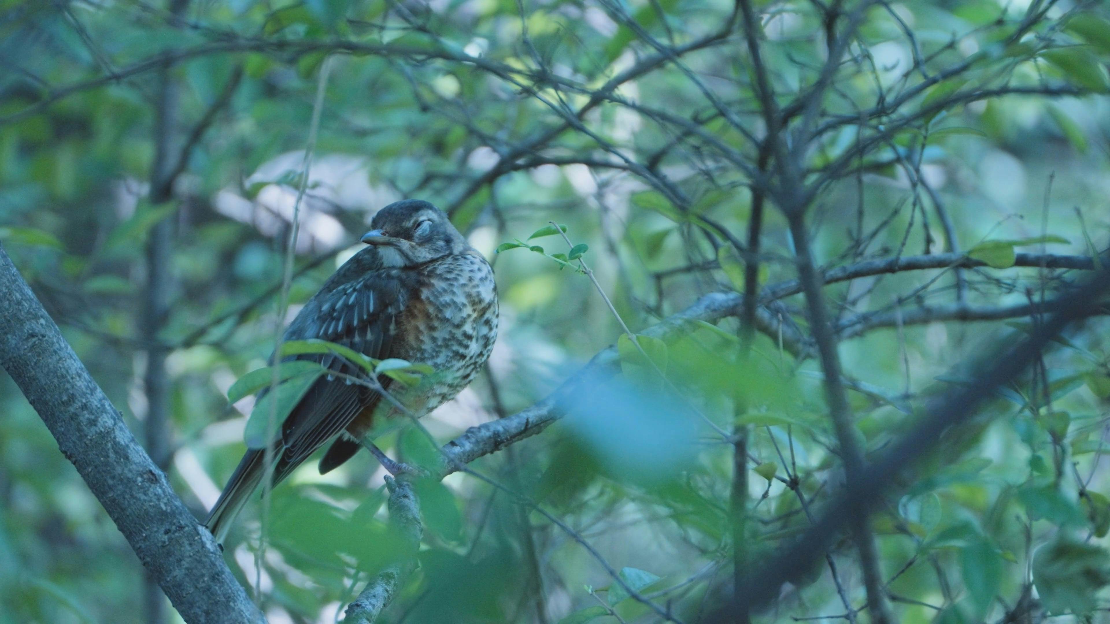 Wild Bird in Sparse Brush - Wild bird with gray orange brown and black ...