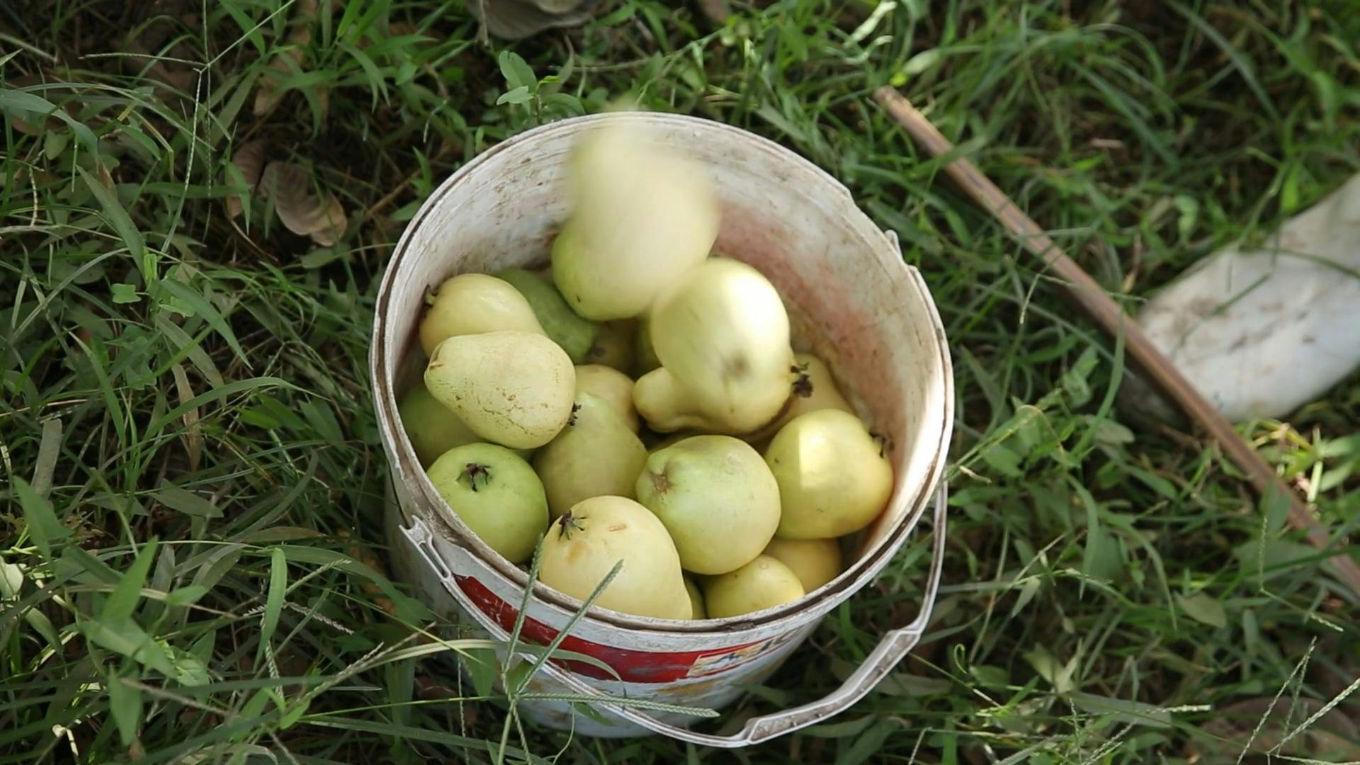 Guava Harvest Videos, Download The BEST Free 4k Stock Video Footage ...